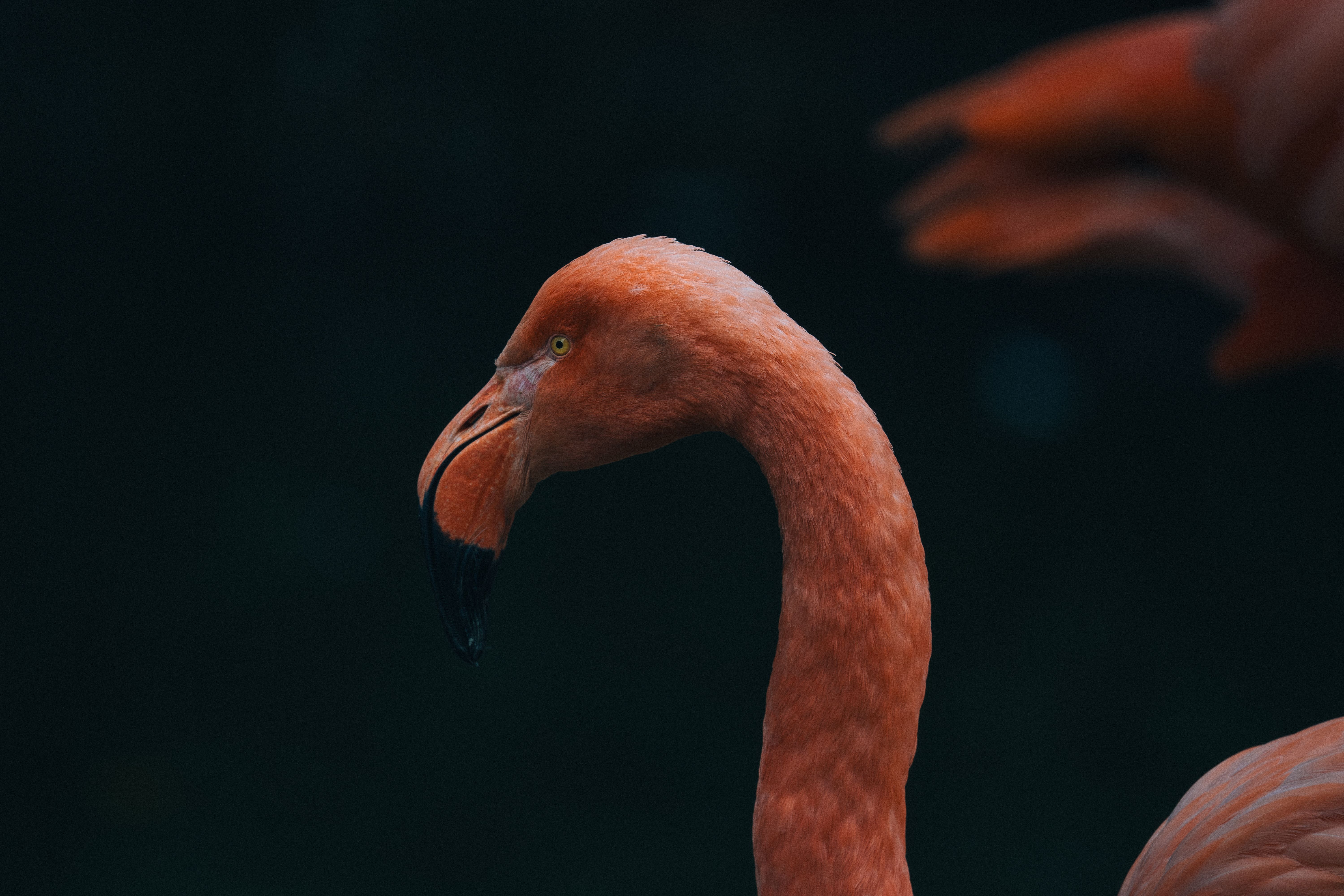 Flamingo Pokemon Photos, Download The BEST Free Flamingo Pokemon Stock ...