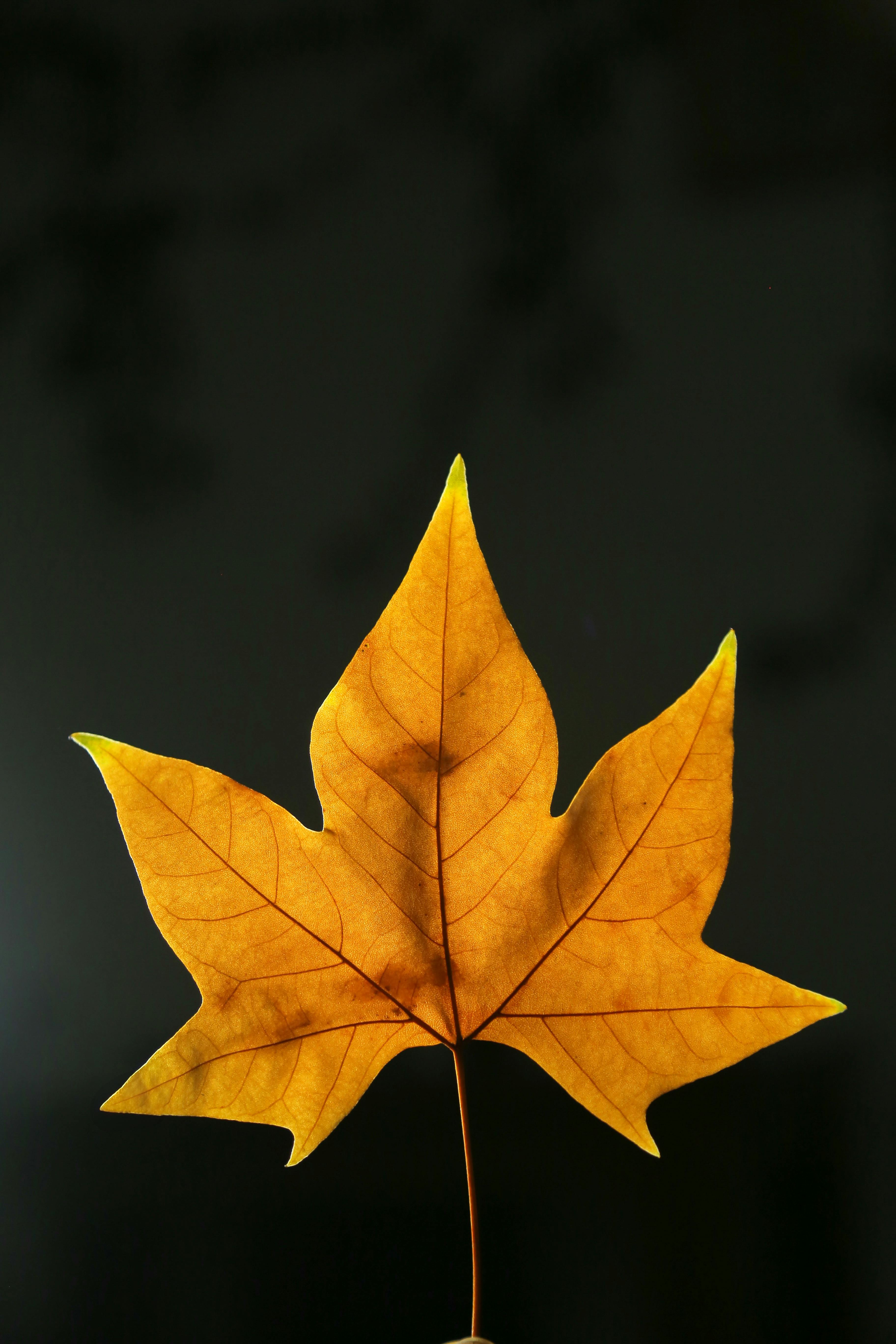 Golden Autumn Leaf Against Black Background · Free Stock Photo