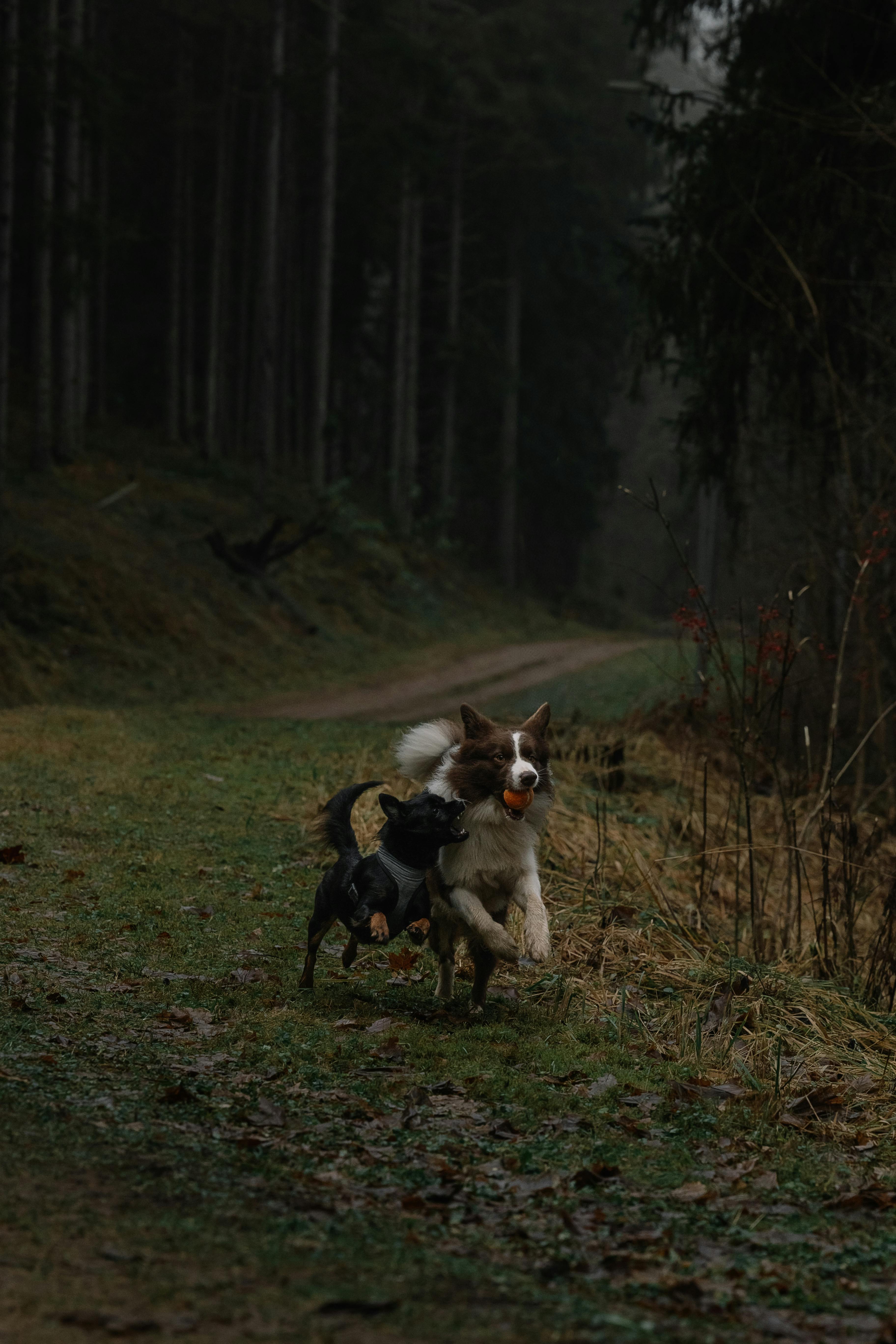 Two Dogs Running in a Forest Path · Free Stock Photo