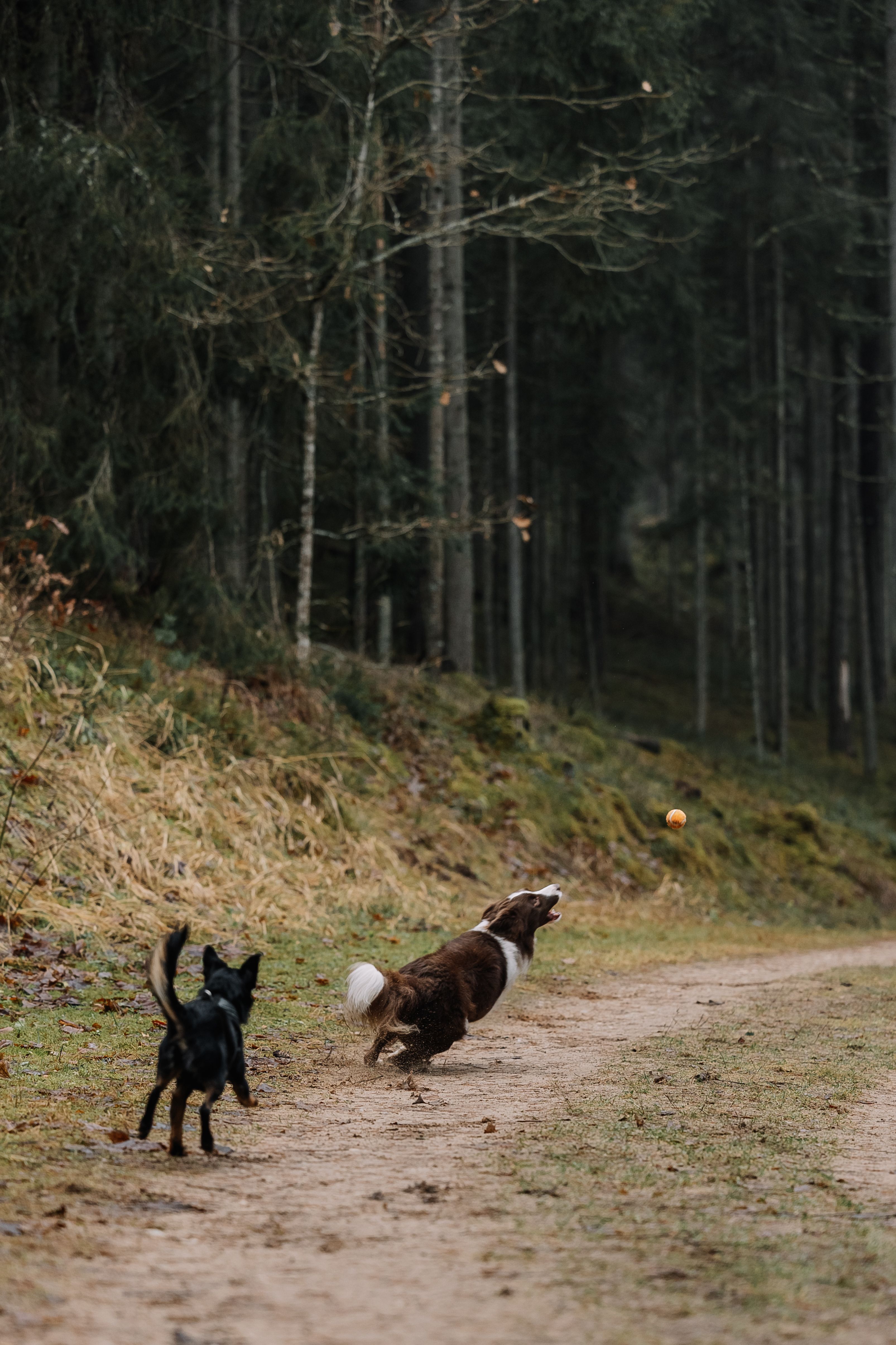 Dogs Chasing Ball in Forest Pathway · Free Stock Photo