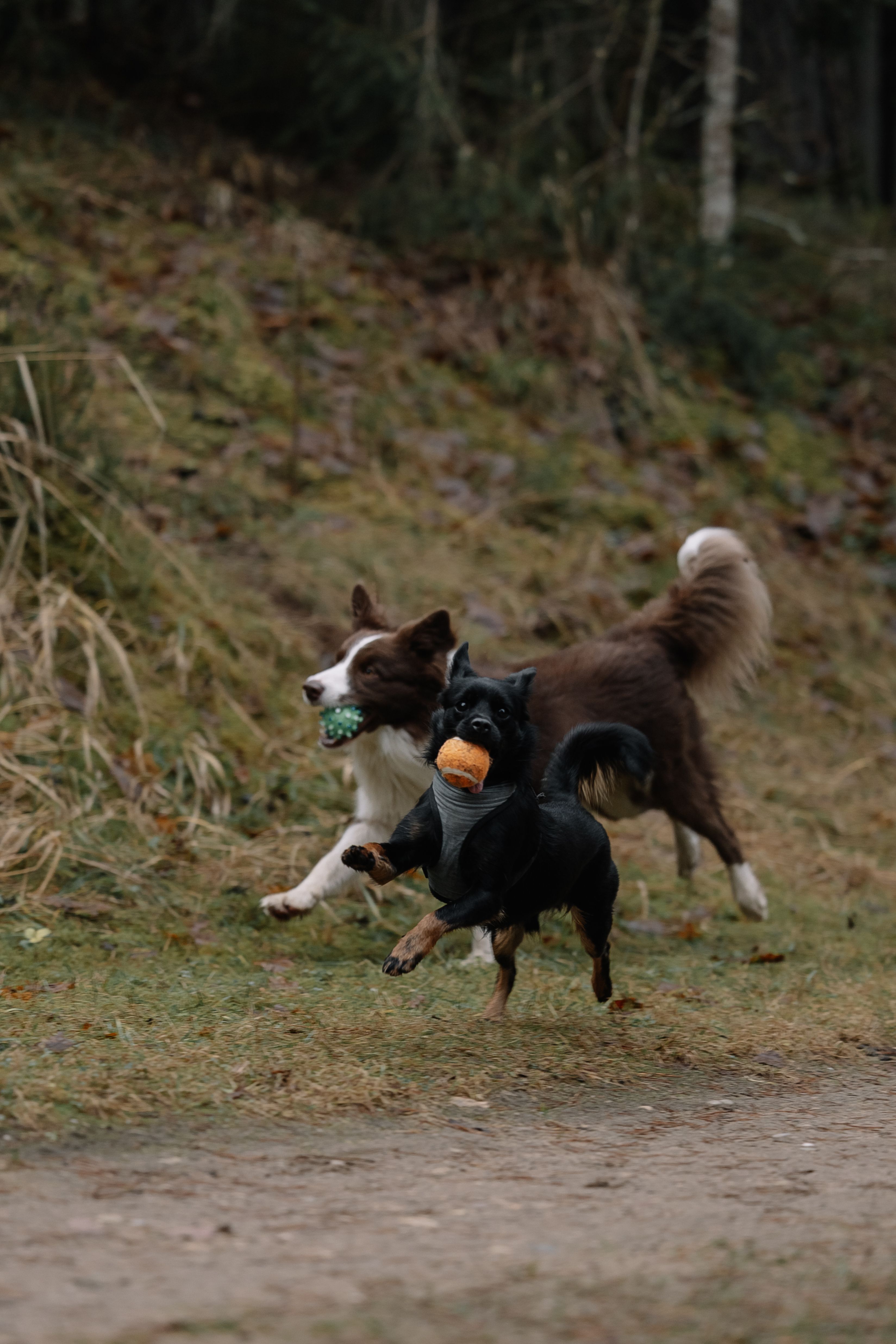 Dogs Running With Toy Photos, Download The BEST Free Dogs Running With ...