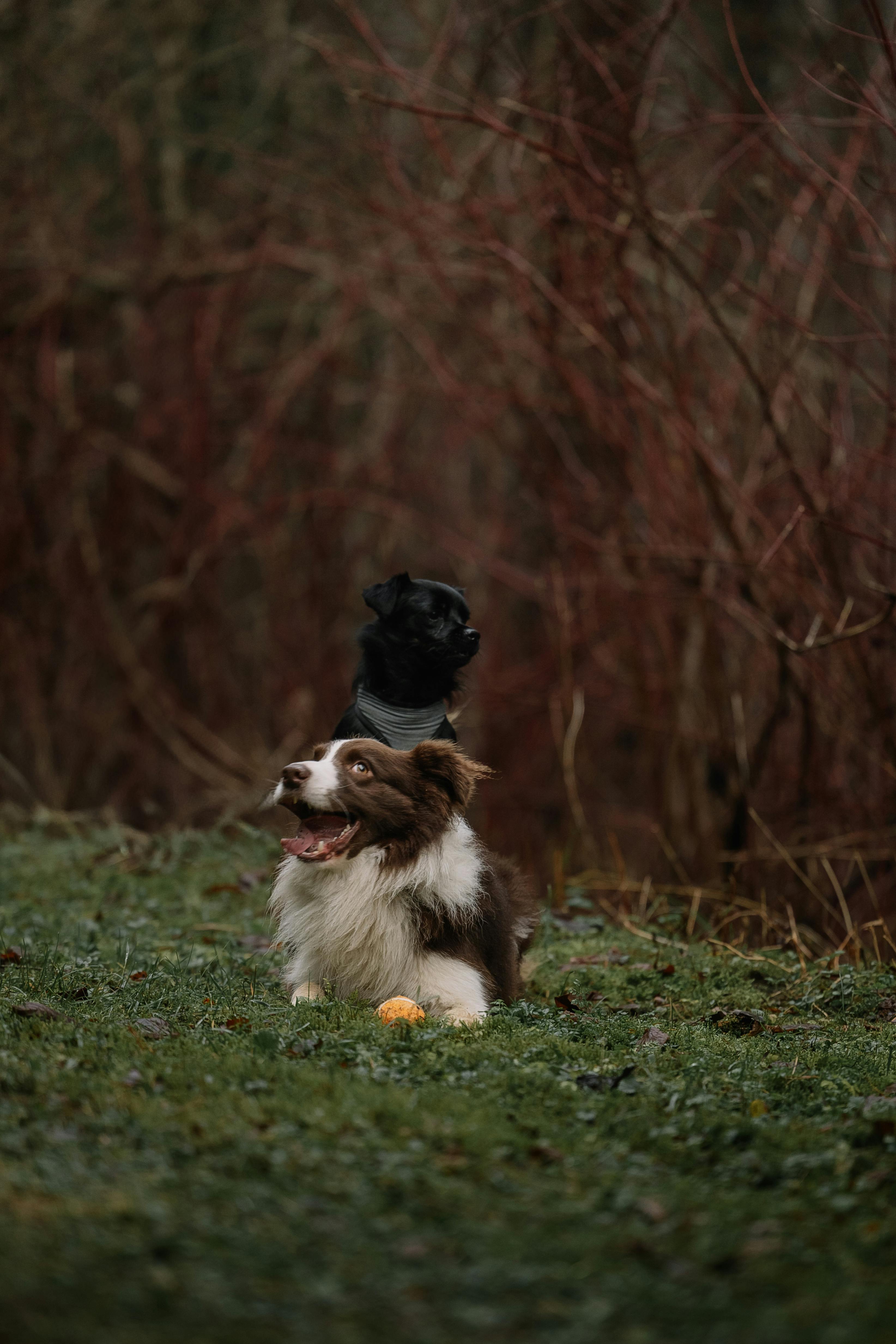 Dogs Playing Outdoors on a Chilly Day · Free Stock Photo