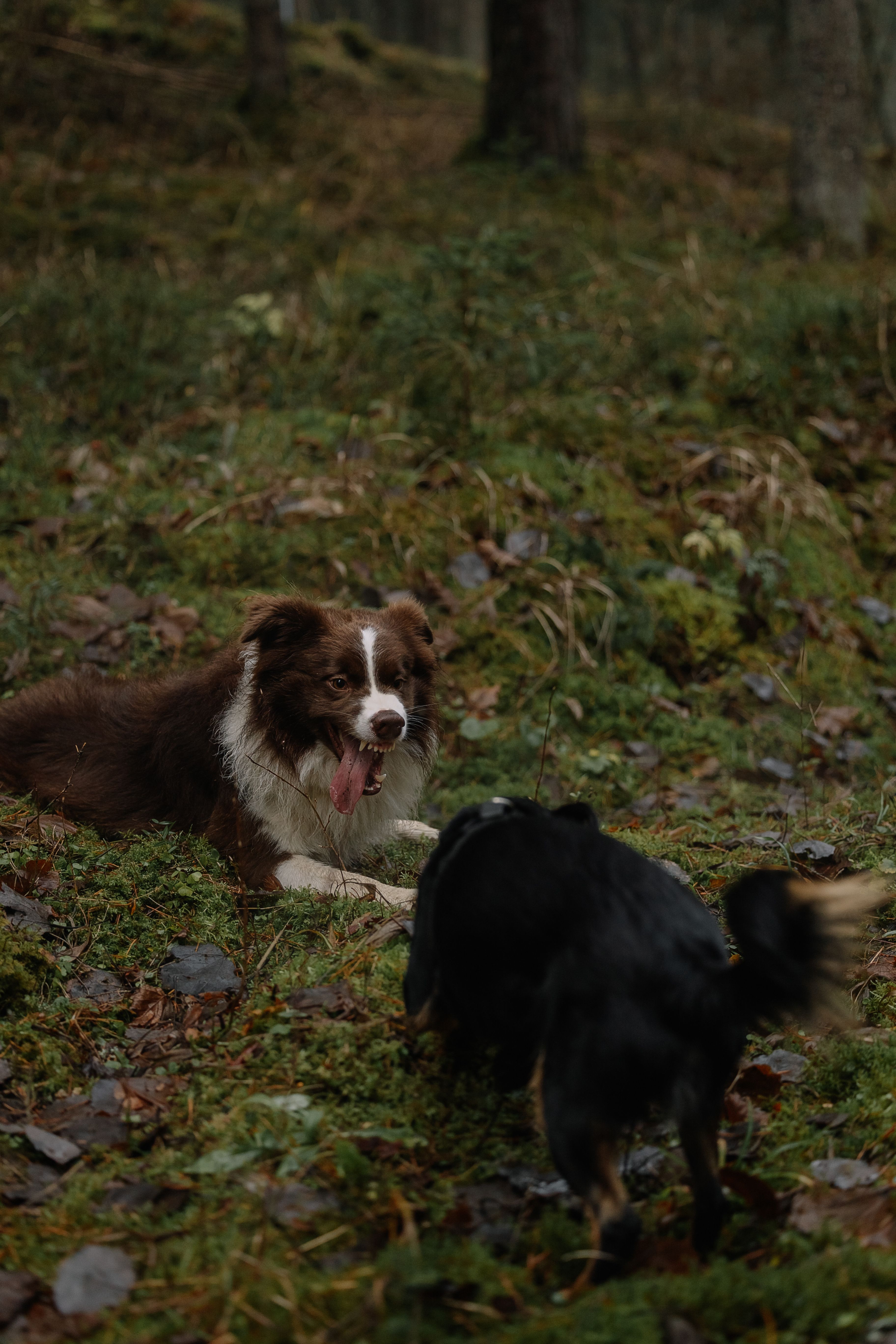 Happy Canines Photos, Download The BEST Free Happy Canines Stock Photos ...