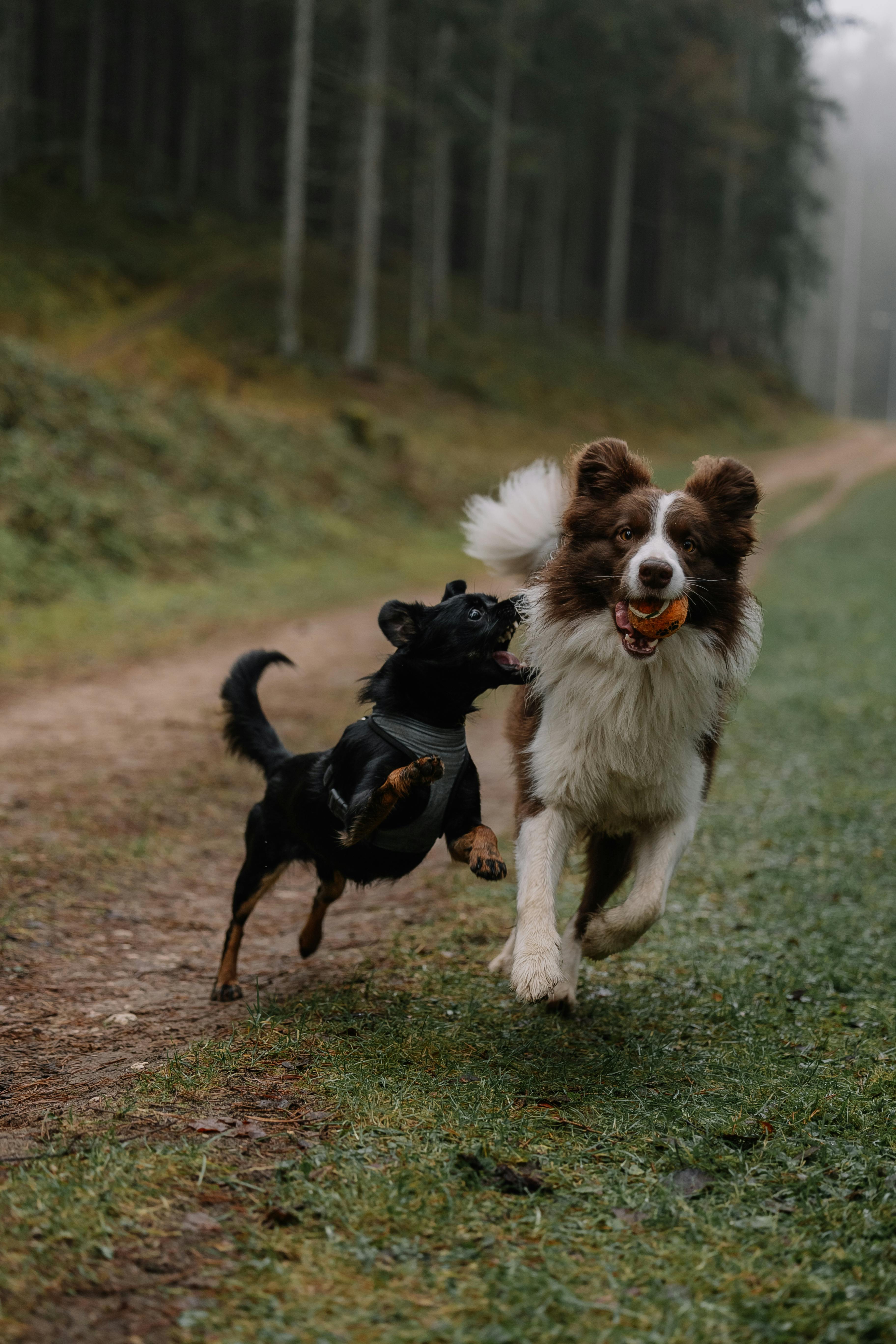 Dogs Running Photos, Download The BEST Free Dogs Running Stock Photos ...