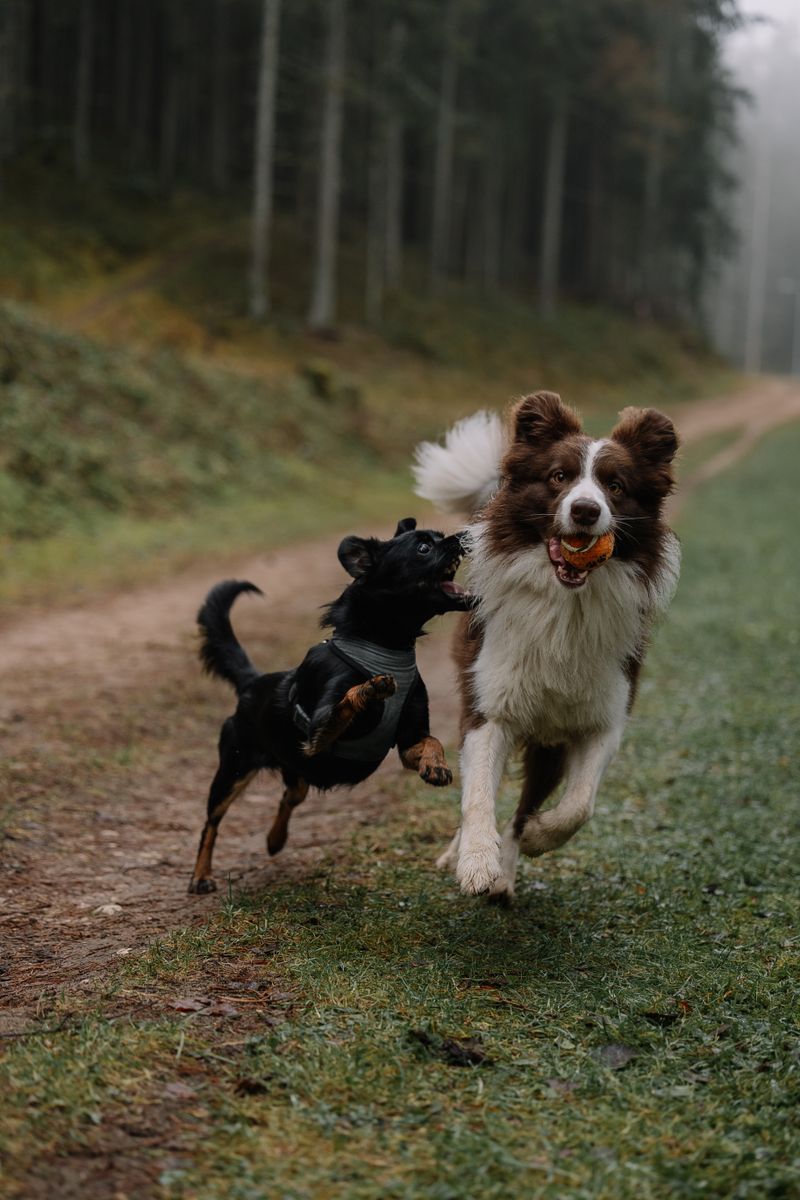 Animals Running Photos, Download The BEST Free Animals Running Stock ...
