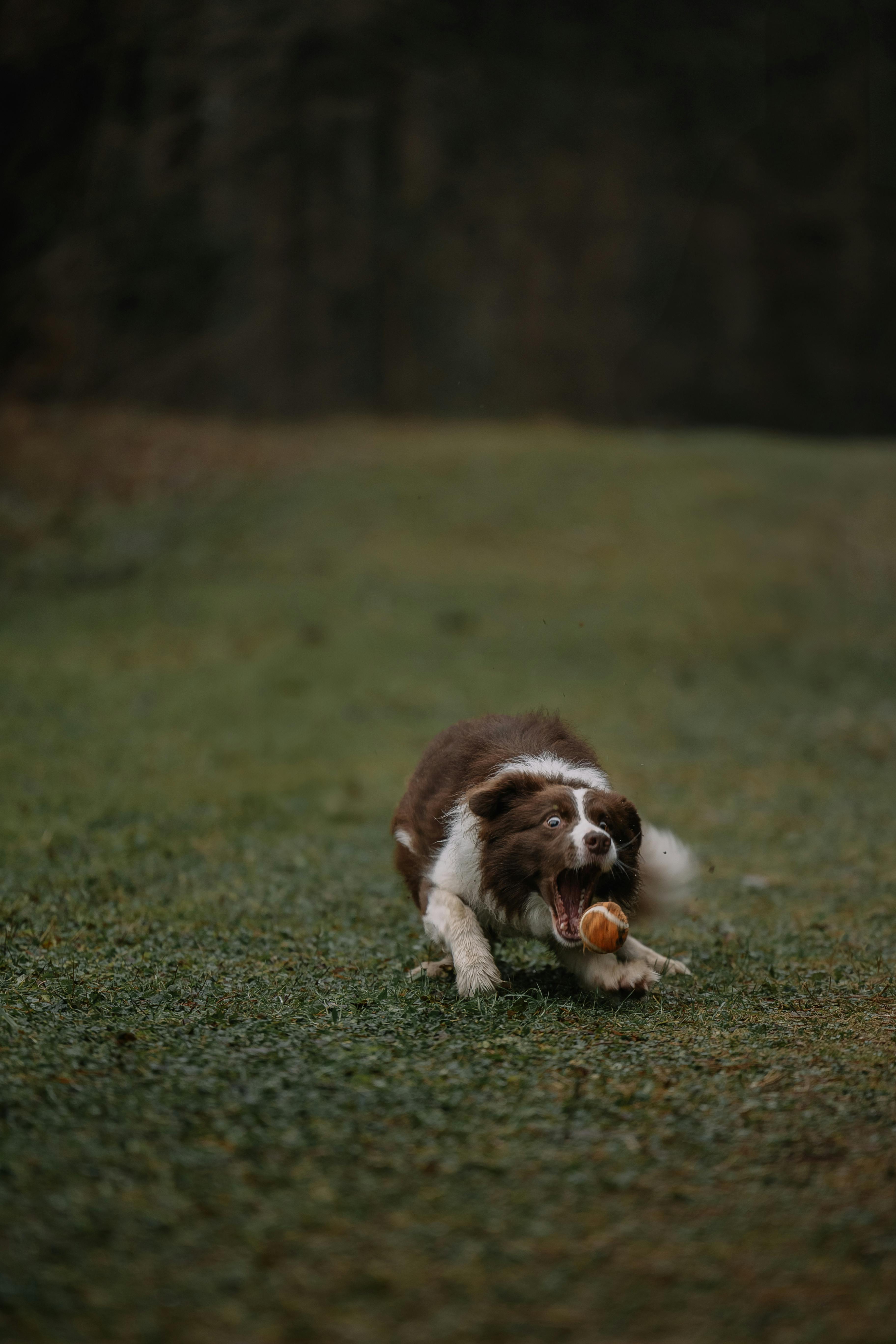 Playful Border Collie with Ball in Forest · Free Stock Photo