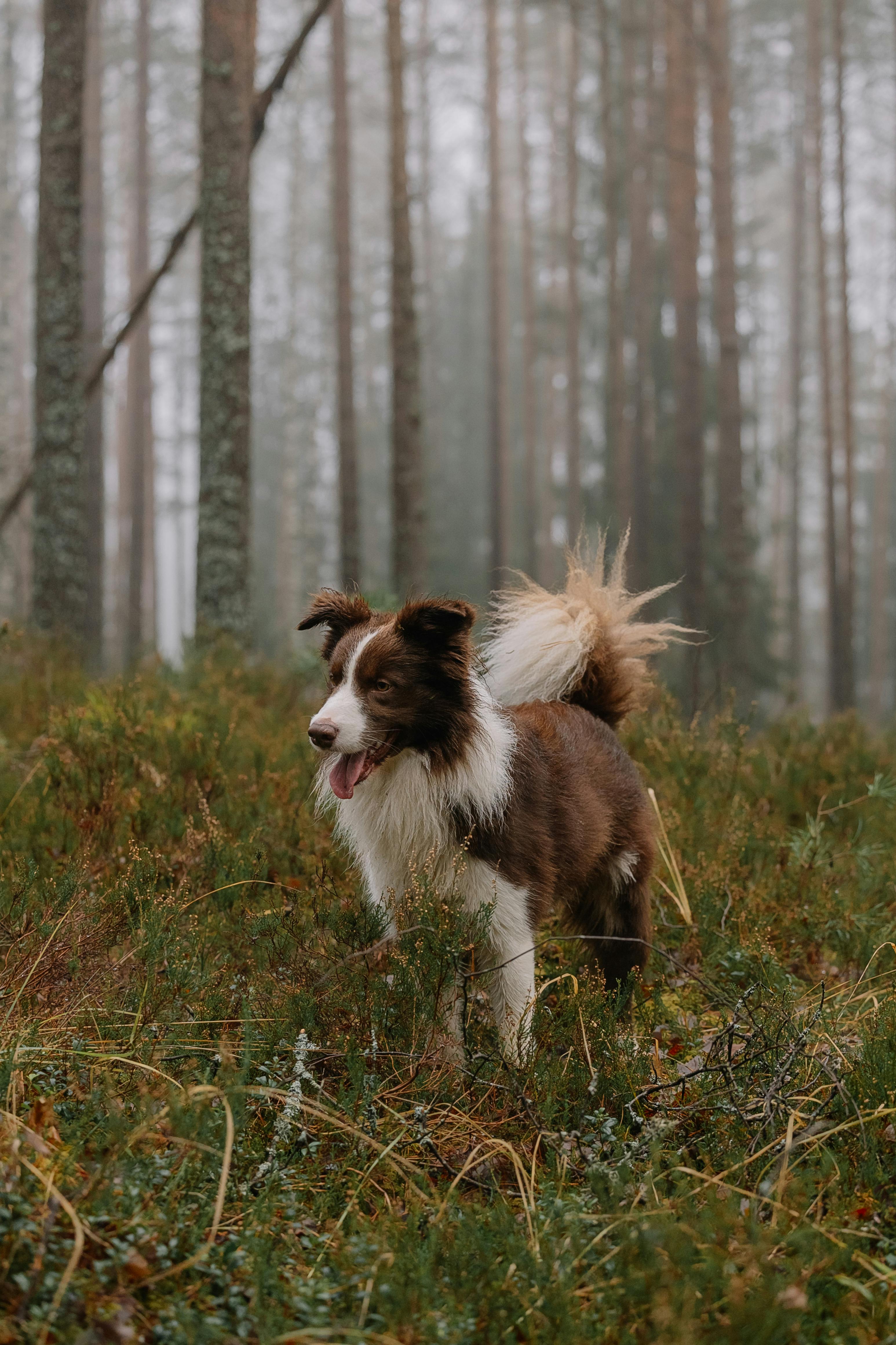 Border Collie in Misty Forest Landscape · Free Stock Photo