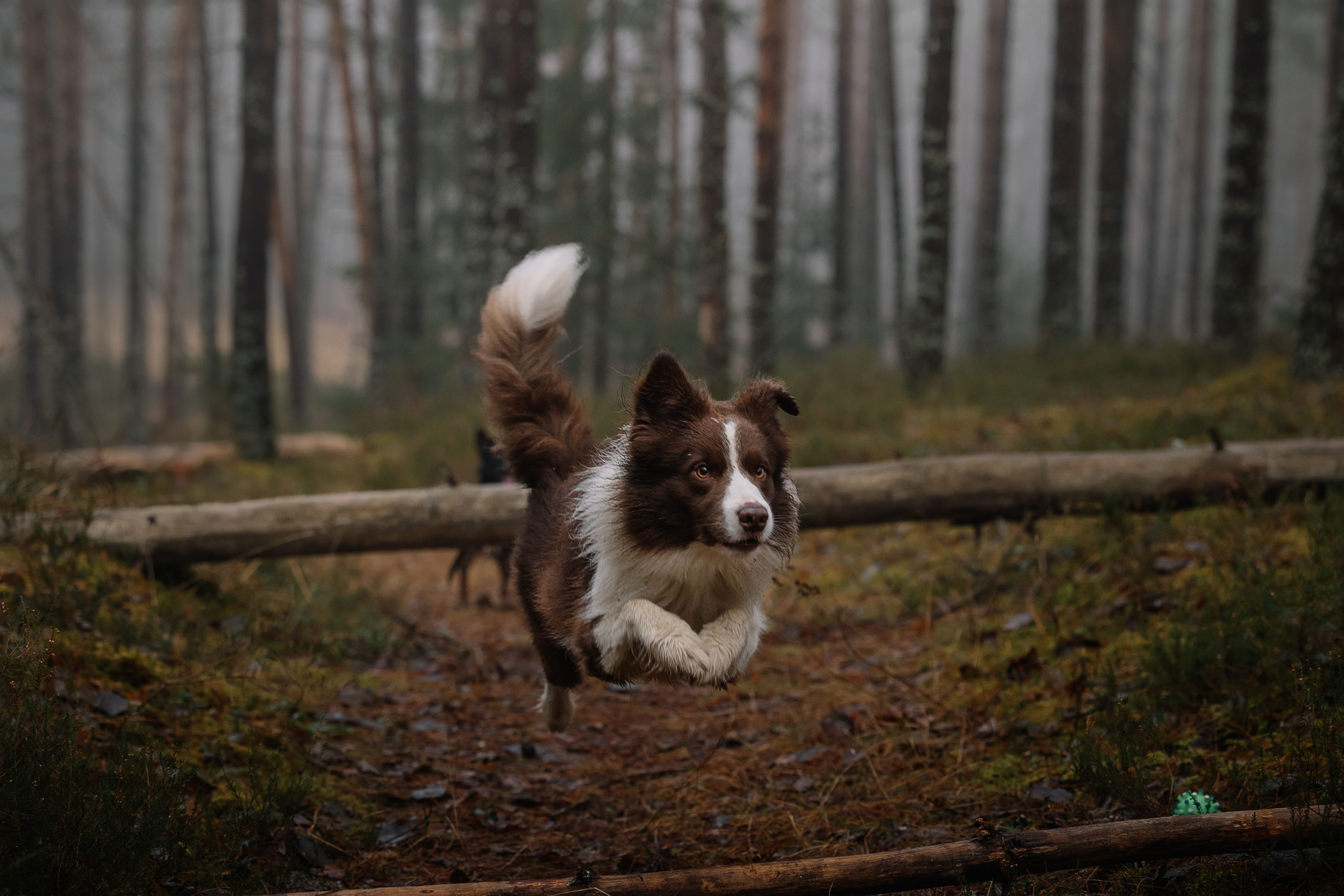 Energetic Border Collie Leaping in Forest · Free Stock Photo