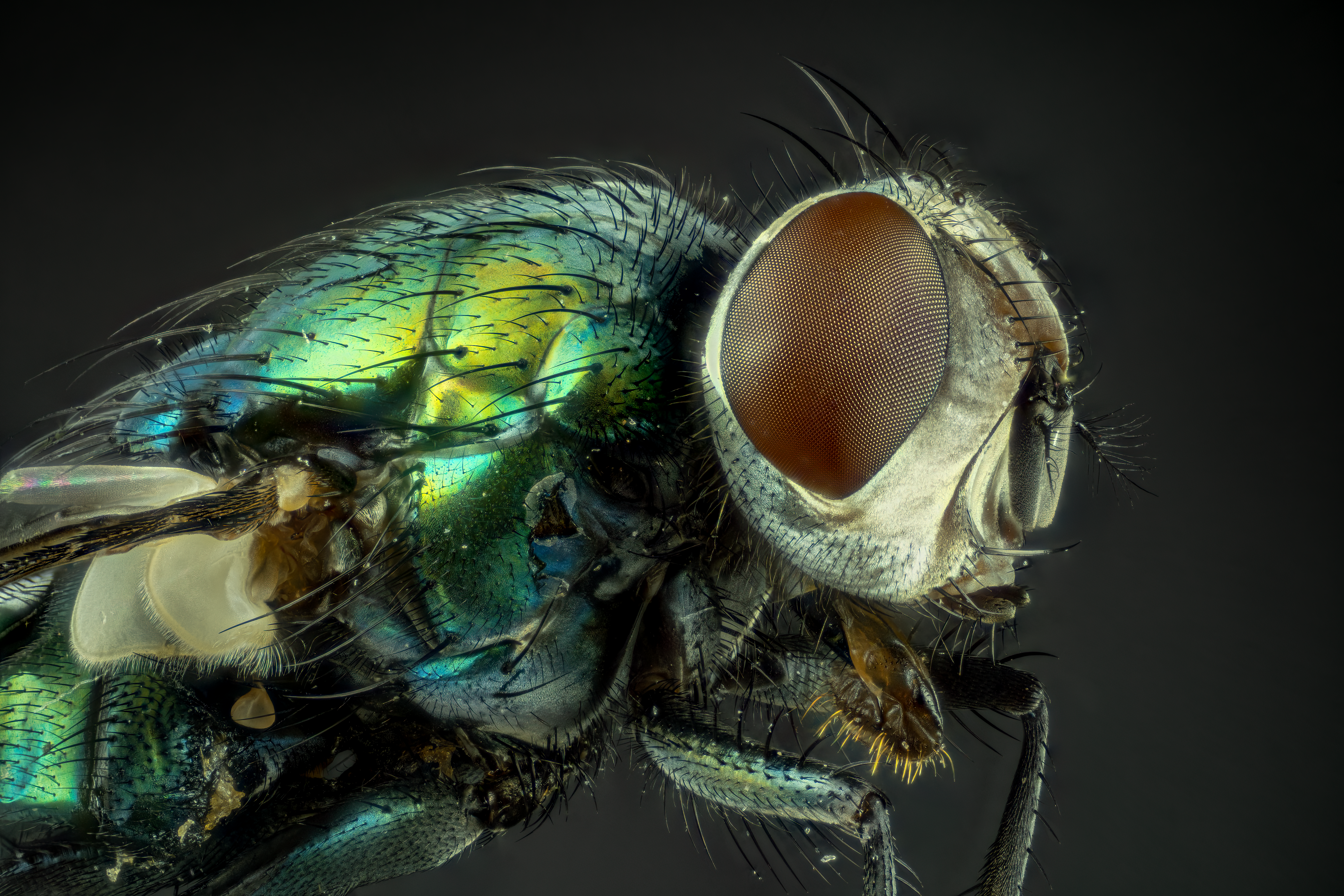 Bettle Insect Wing Photos, Download The BEST Free Bettle Insect Wing ...