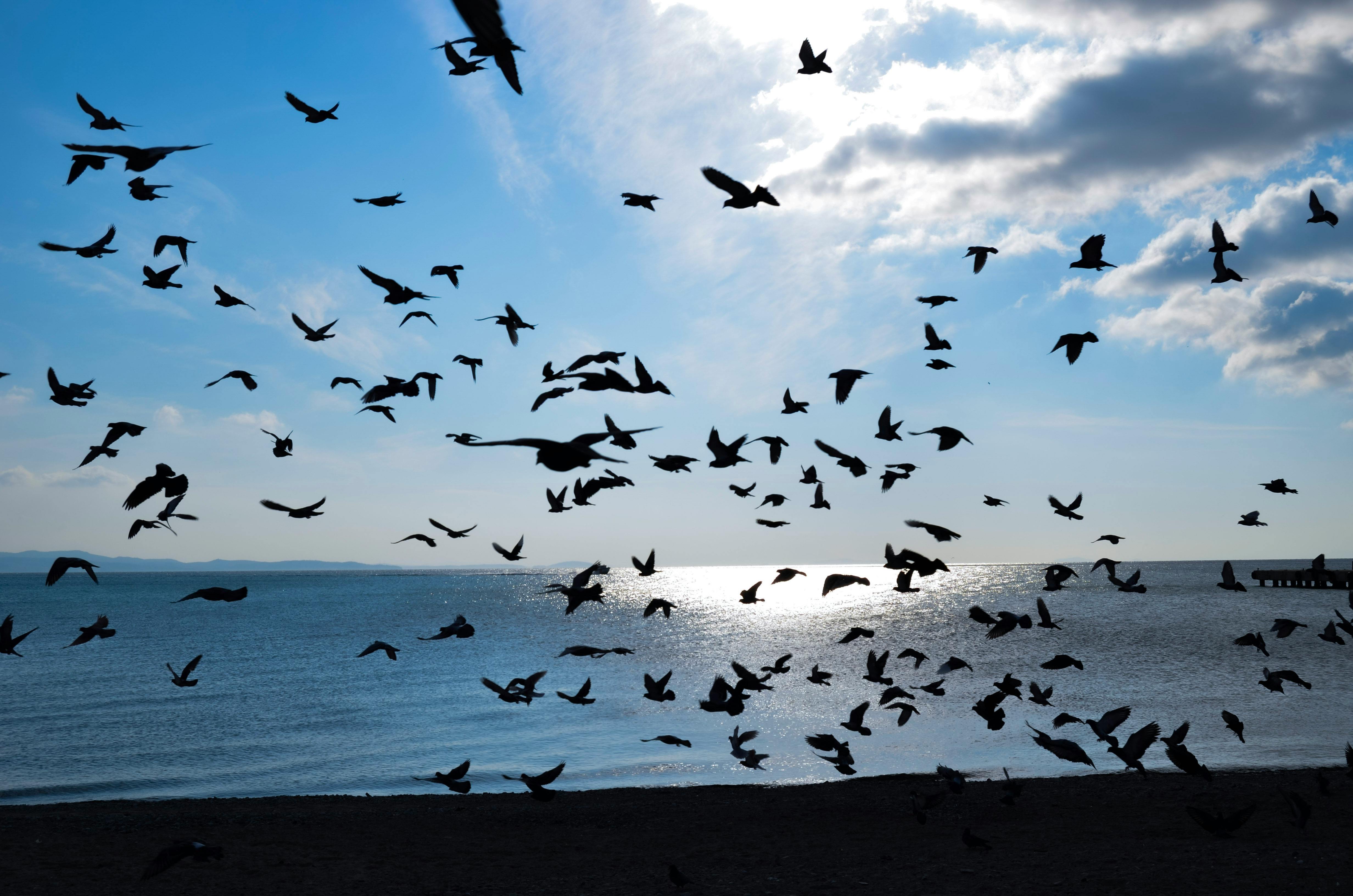 Backlit Birds Photos, Download The BEST Free Backlit Birds Stock Photos ...