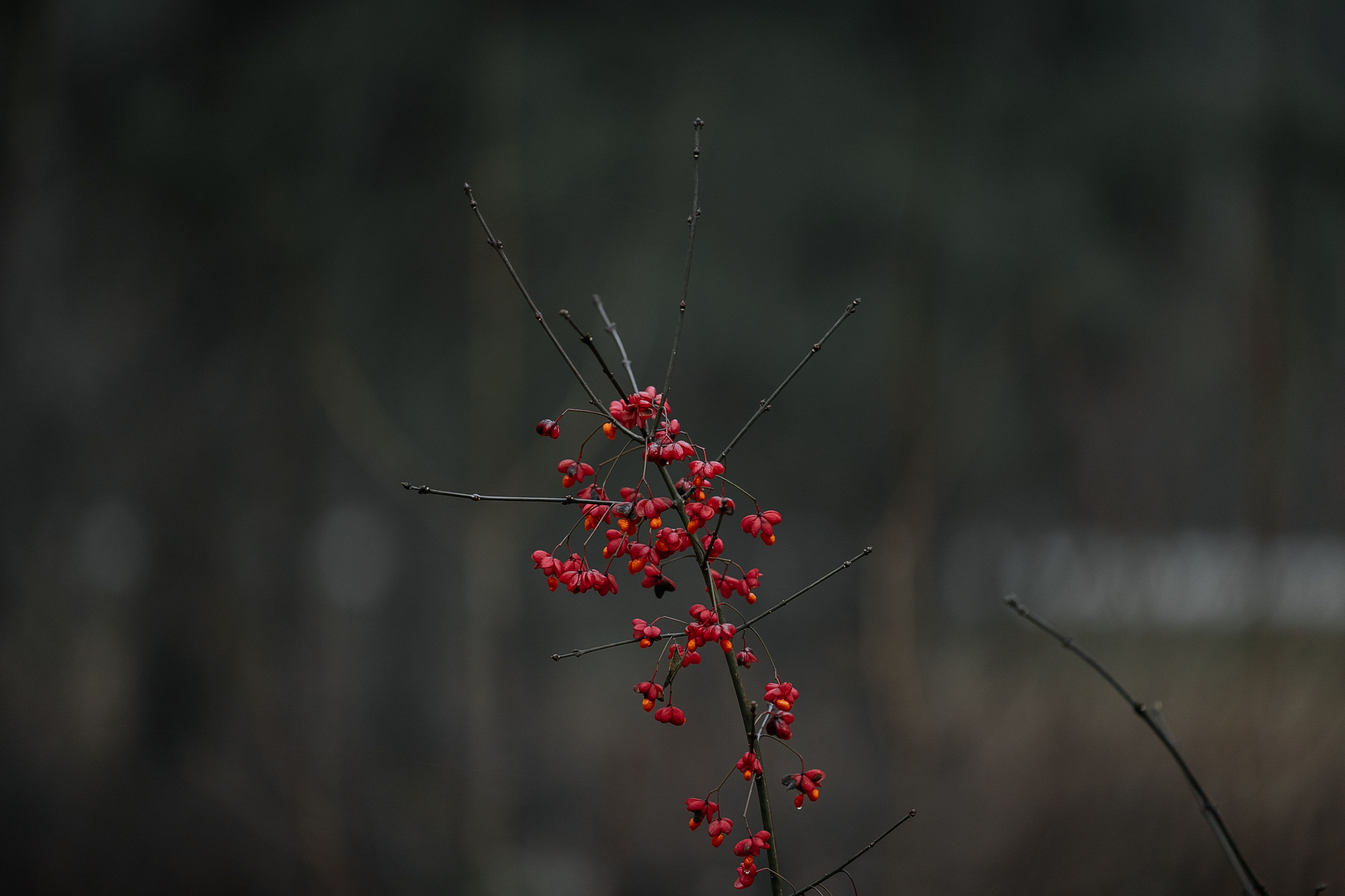 Vibrant Red Berries on Bare Winter Branch · Free Stock Photo
