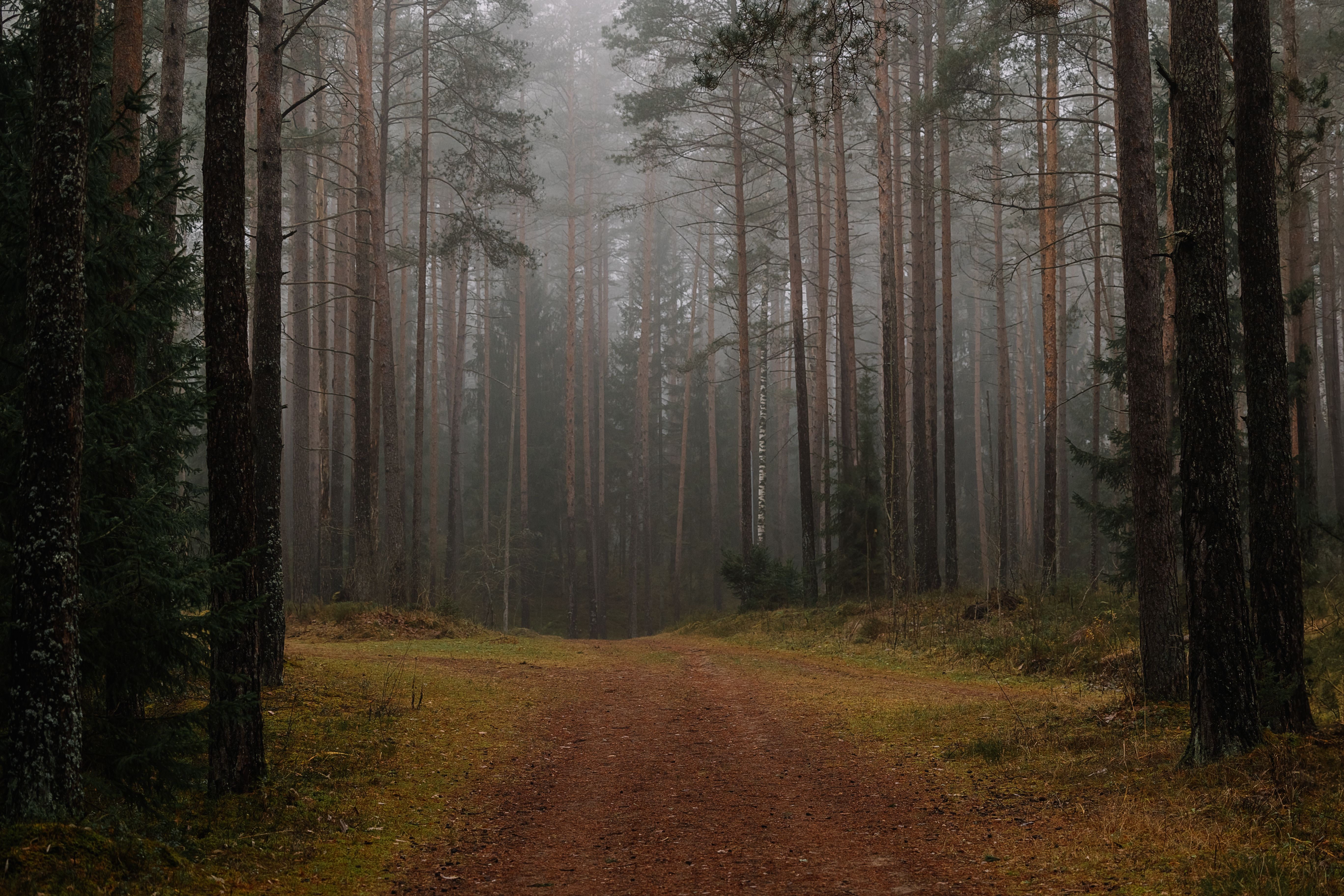 Grayscale of Forest Trees · Free Stock Photo