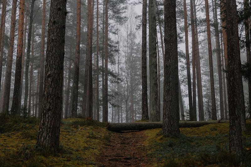 Pine Forest Photos, Download The BEST Free Pine Forest Stock Photos ...