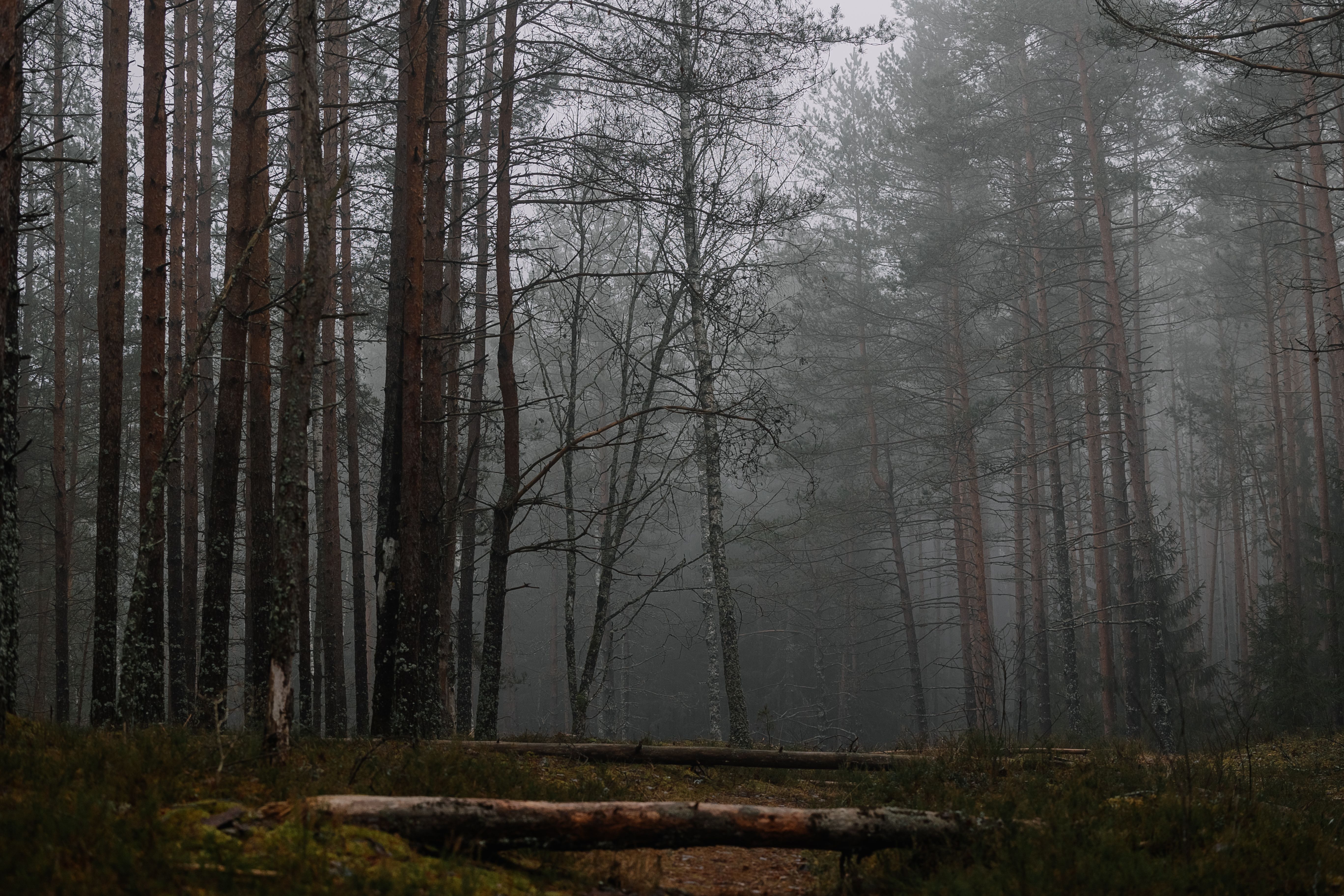 Zen Pine Cap Photos, Download The BEST Free Zen Pine Cap Stock Photos ...