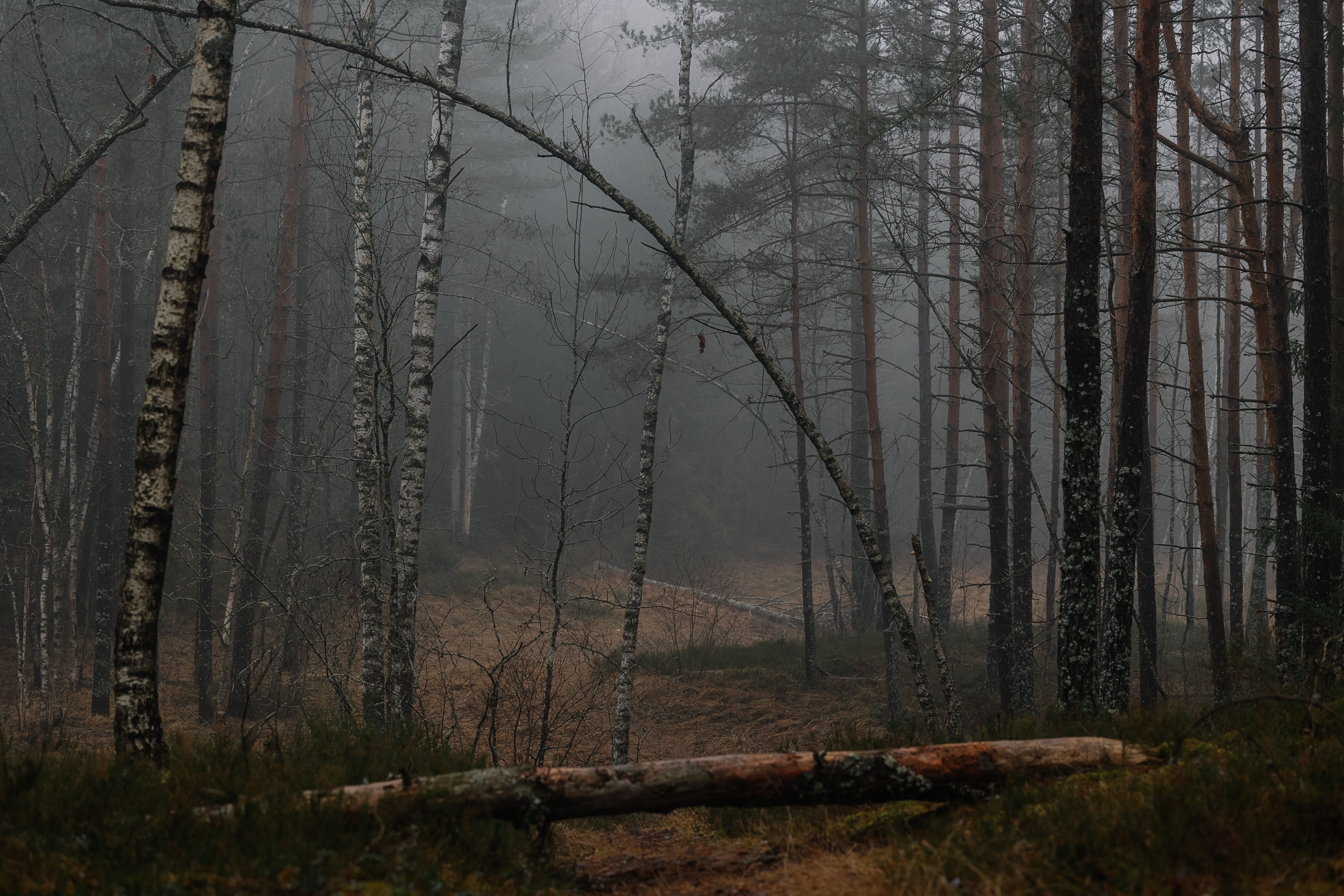 Misty Woodland Landscape in Foggy Atmosphere · Free Stock Photo