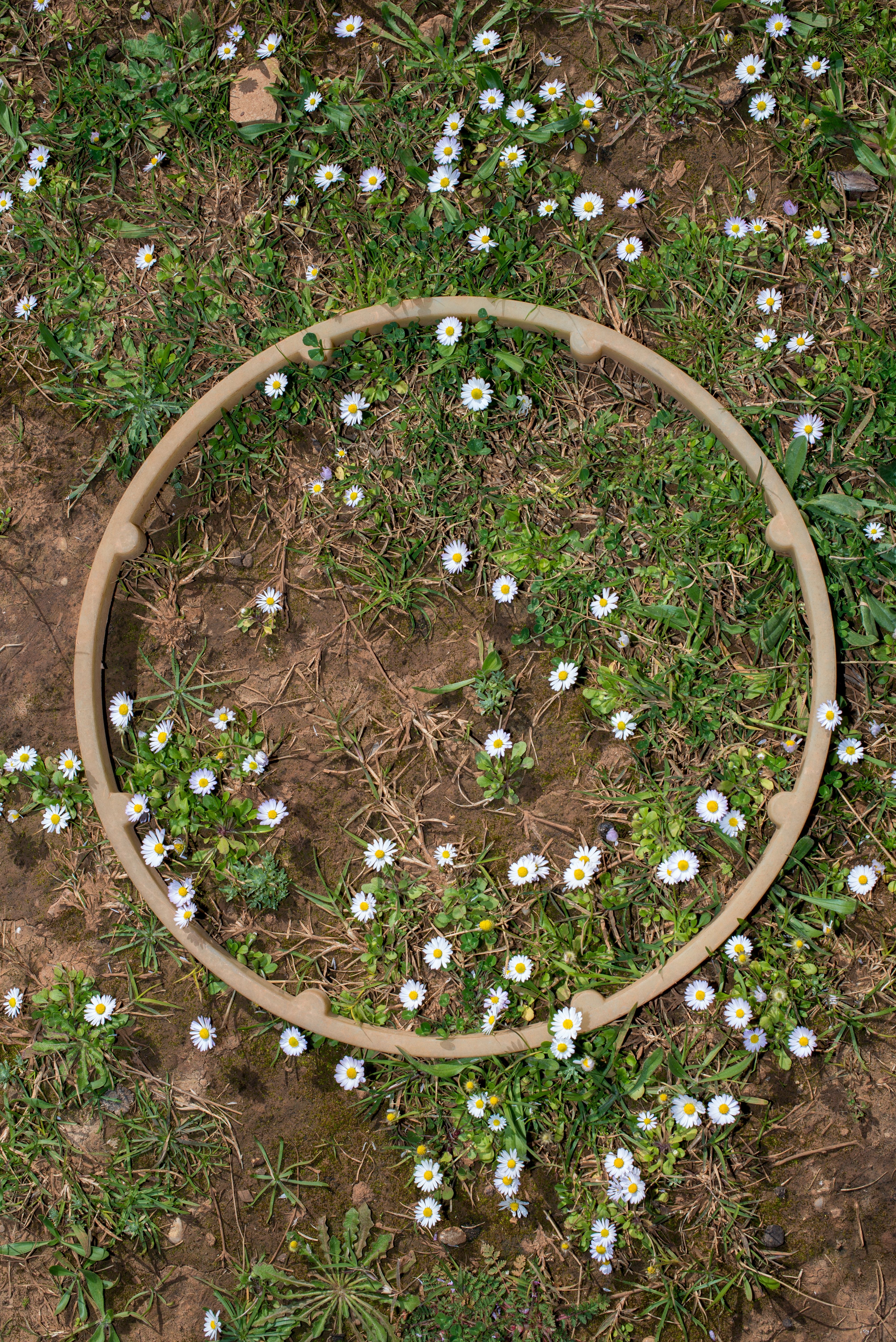 Círculo Rústico Entre Flores Silvestres En El Suelo · Foto de stock ...