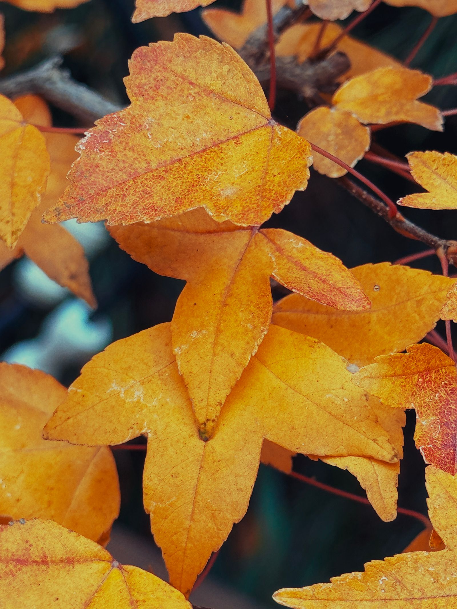 Welcome October Photos, Download The BEST Free Welcome October Stock ...