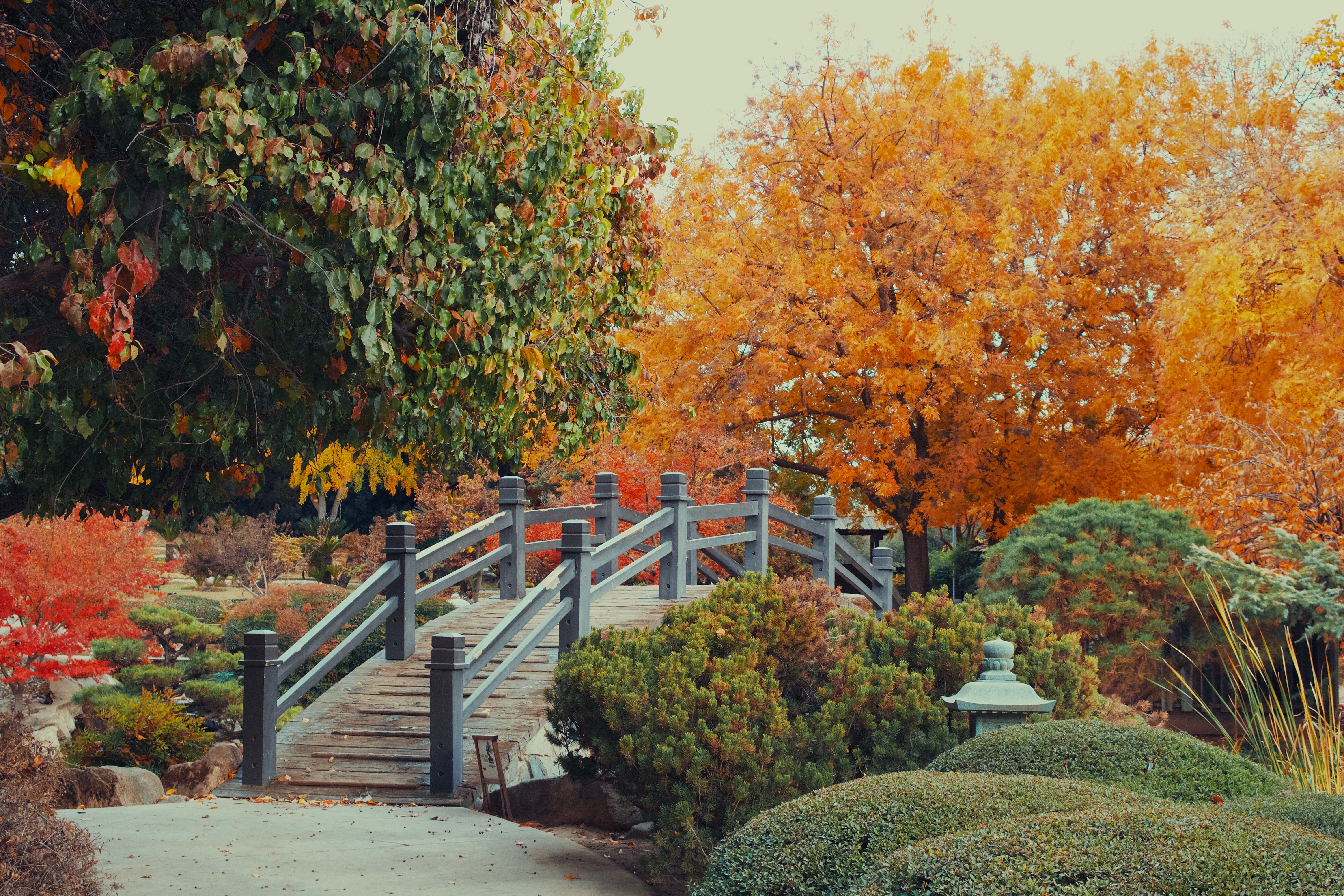 Scenic Autumn Bridge in Fresno's Japanese Garden · Free Stock Photo