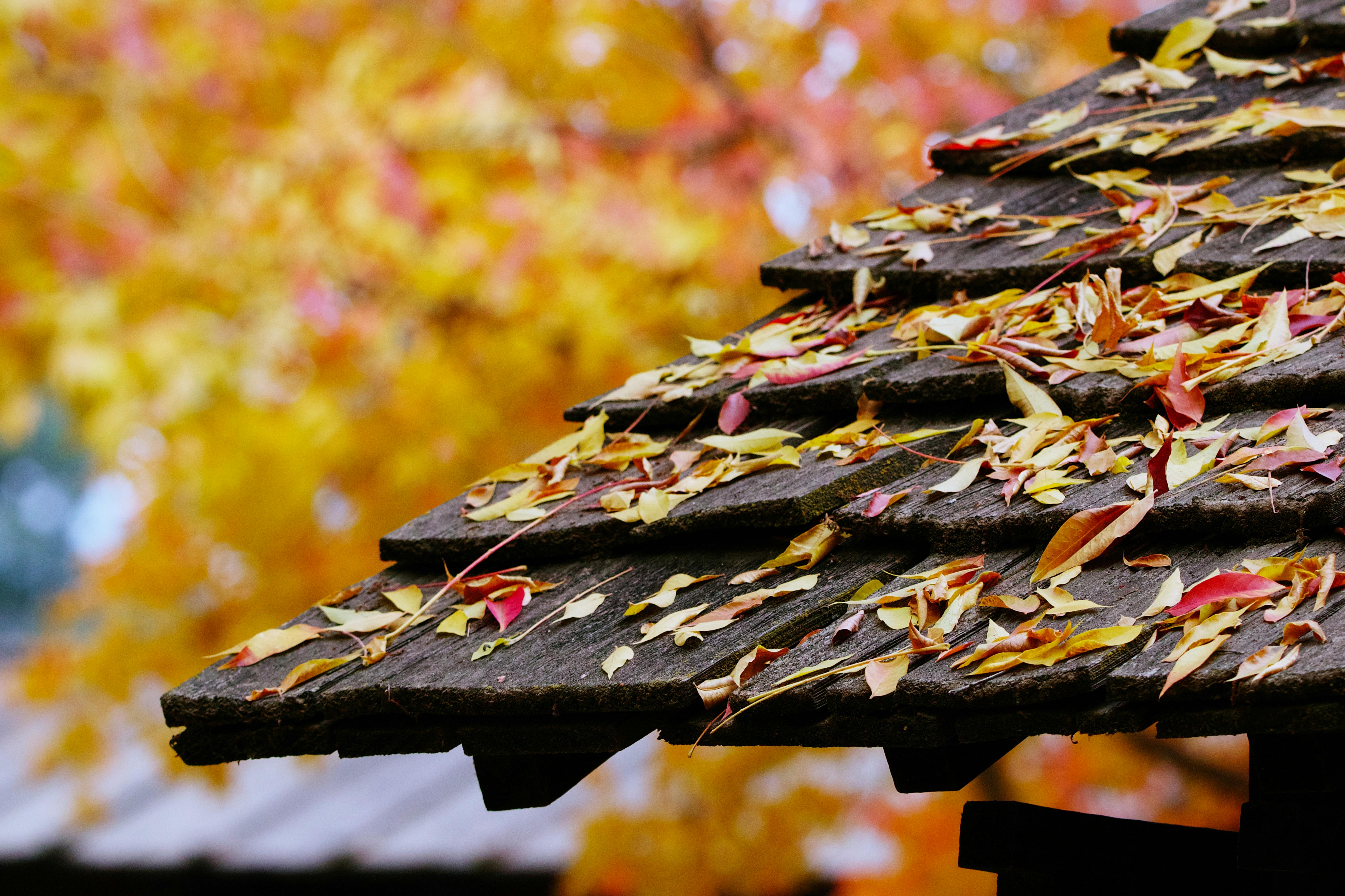 Roof Missing Shingles Are Red Flags Photos, Download The BEST Free Roof ...