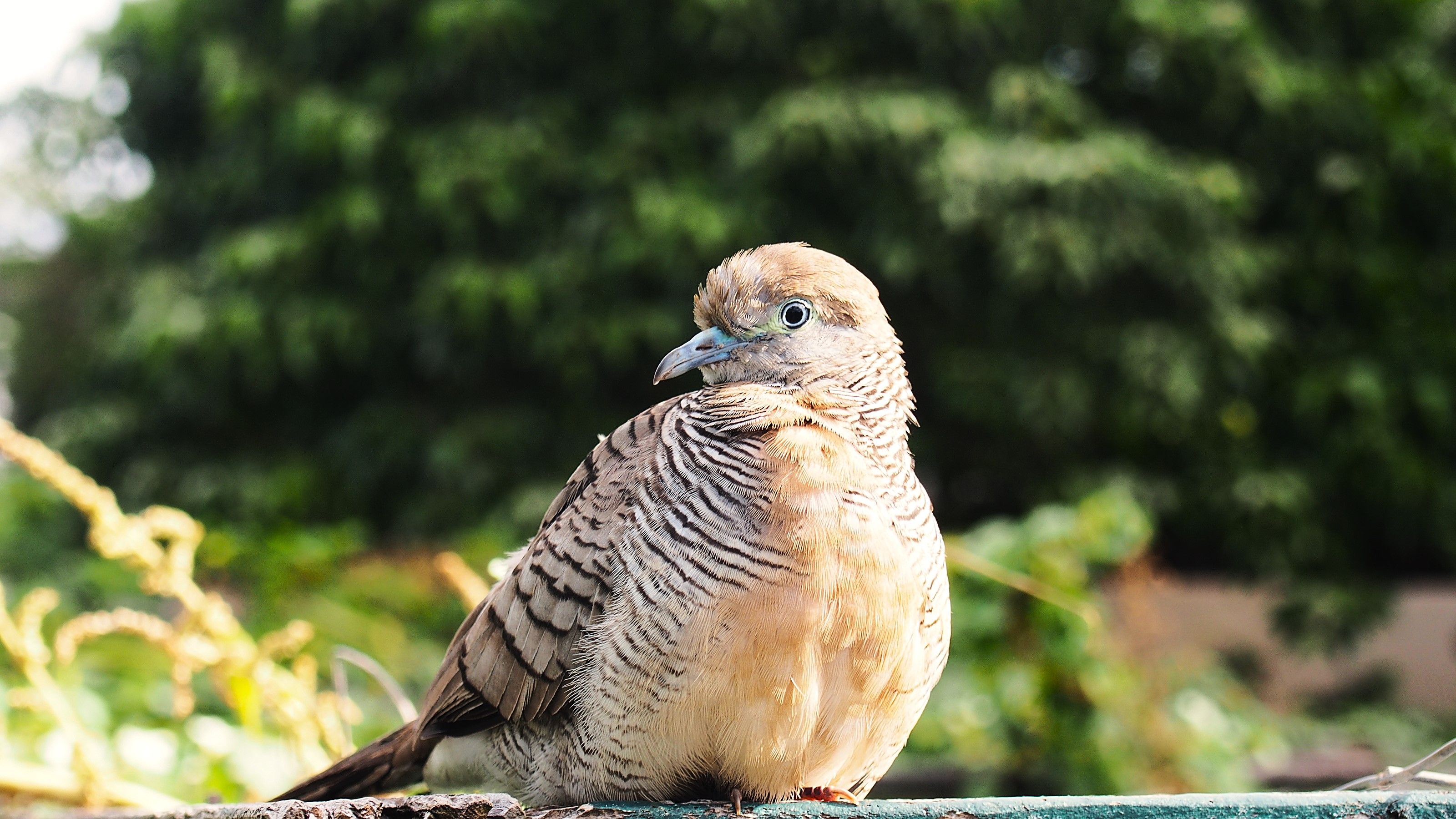Close-up of Peaceful Dove Perched Outdoors · Free Stock Photo