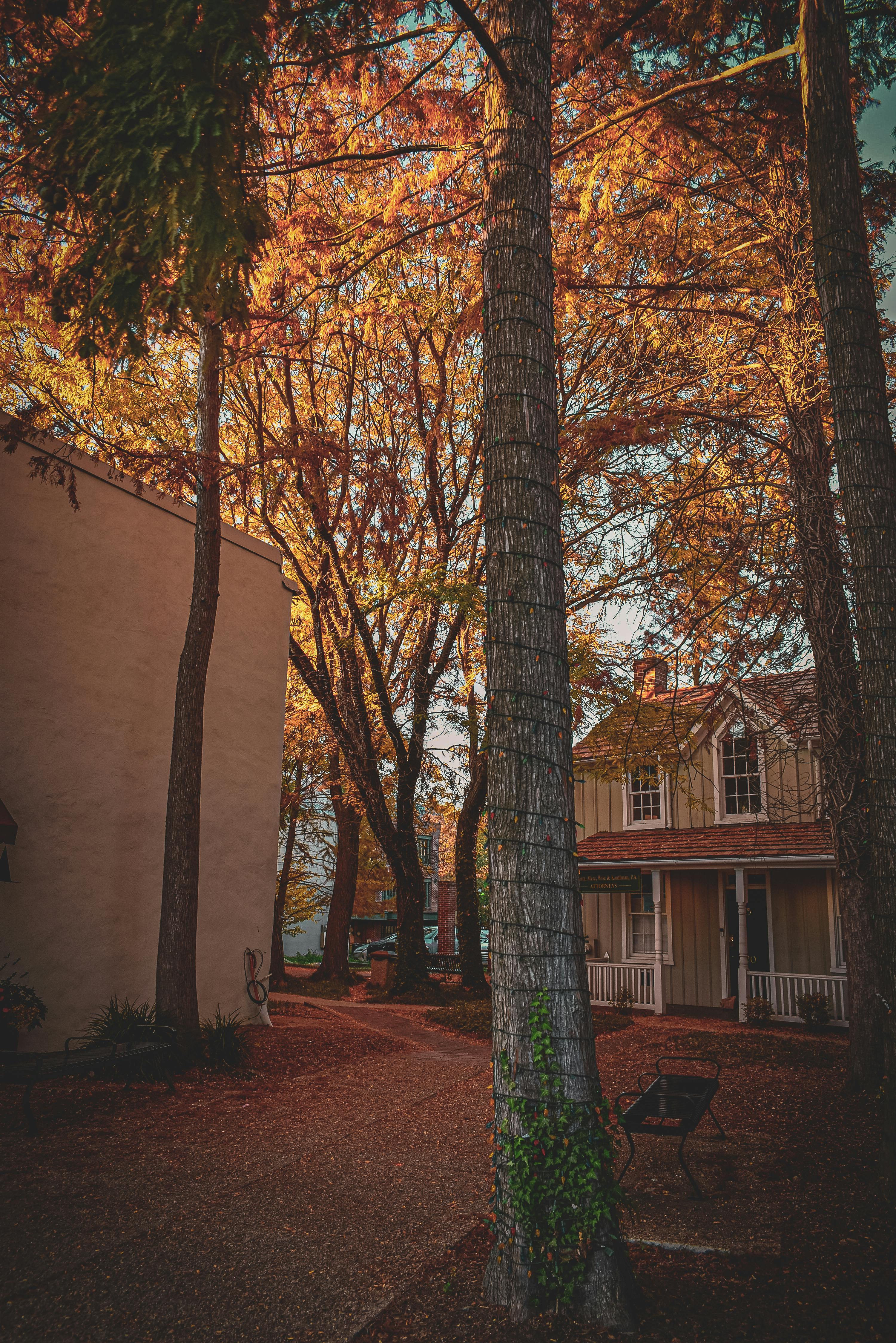 Charming Autumn Backyard in Historic Annapolis · Free Stock Photo