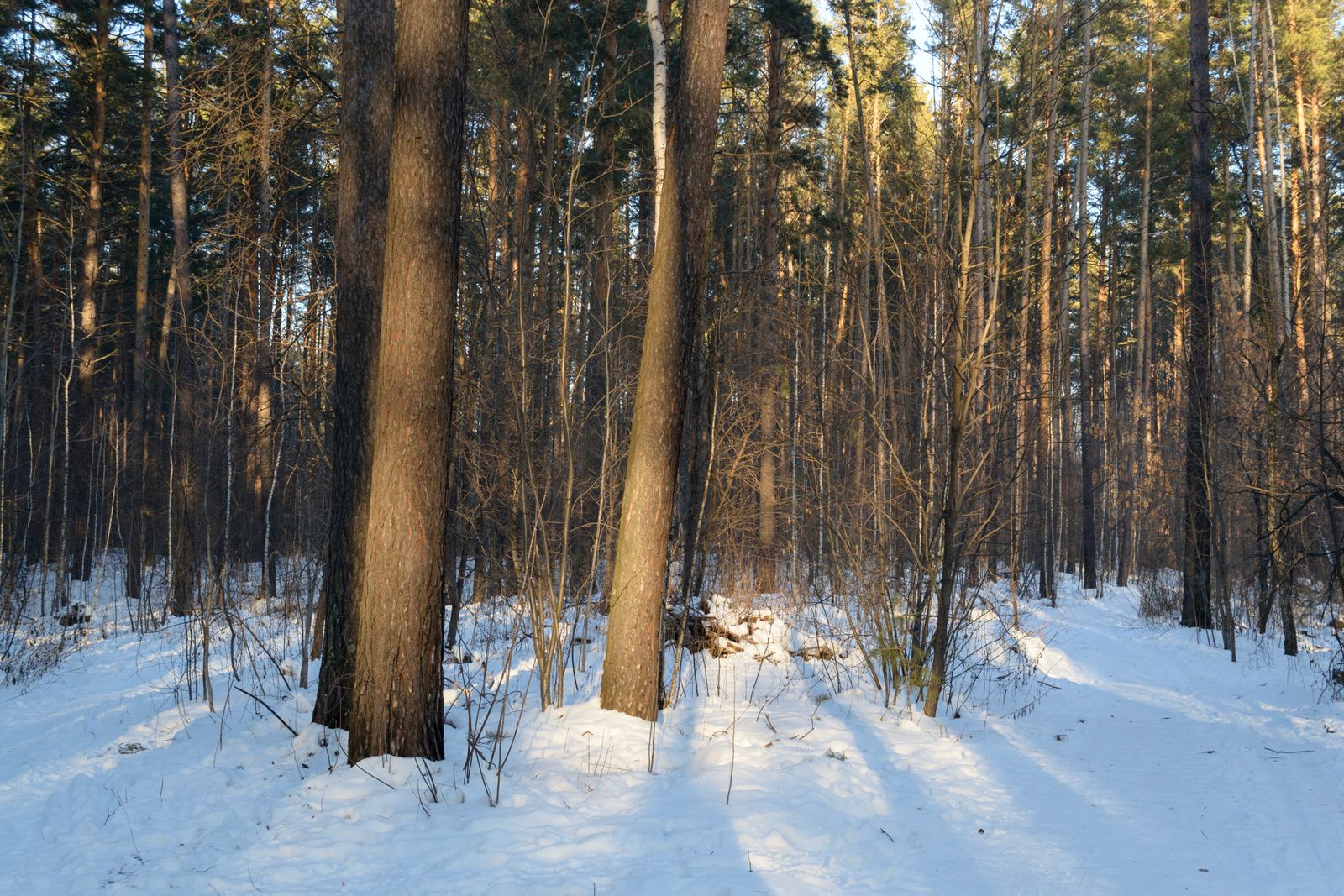 Pine Forest Photos, Download The BEST Free Pine Forest Stock Photos ...