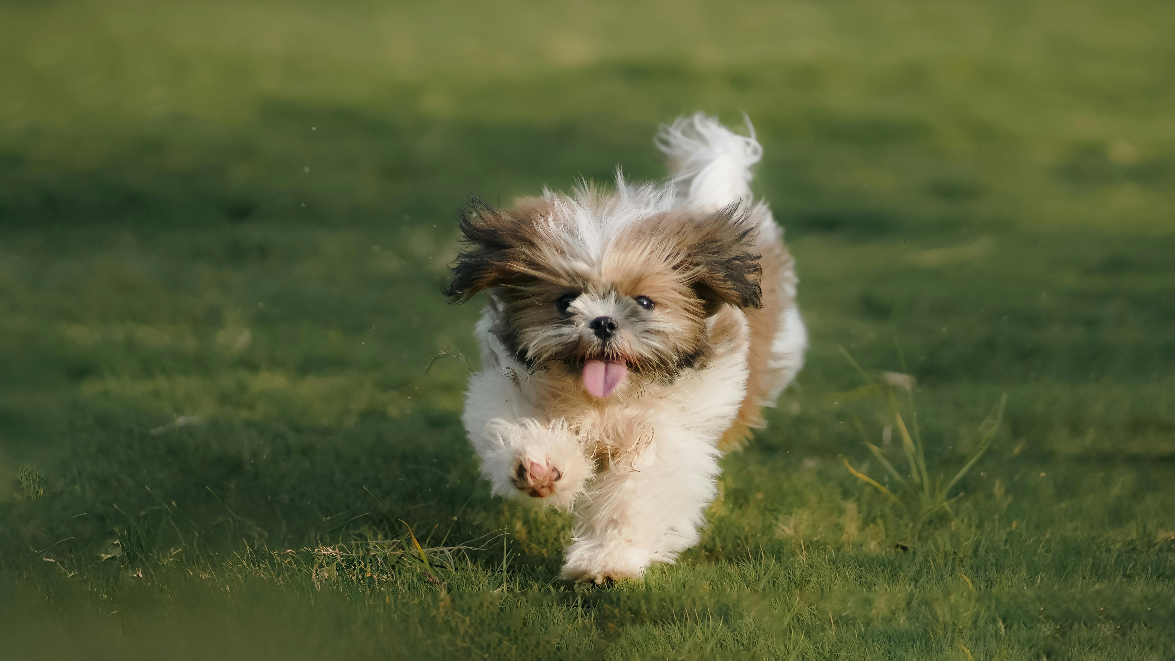Playful Shih Tzu Puppy Running on Grass · Free Stock Photo