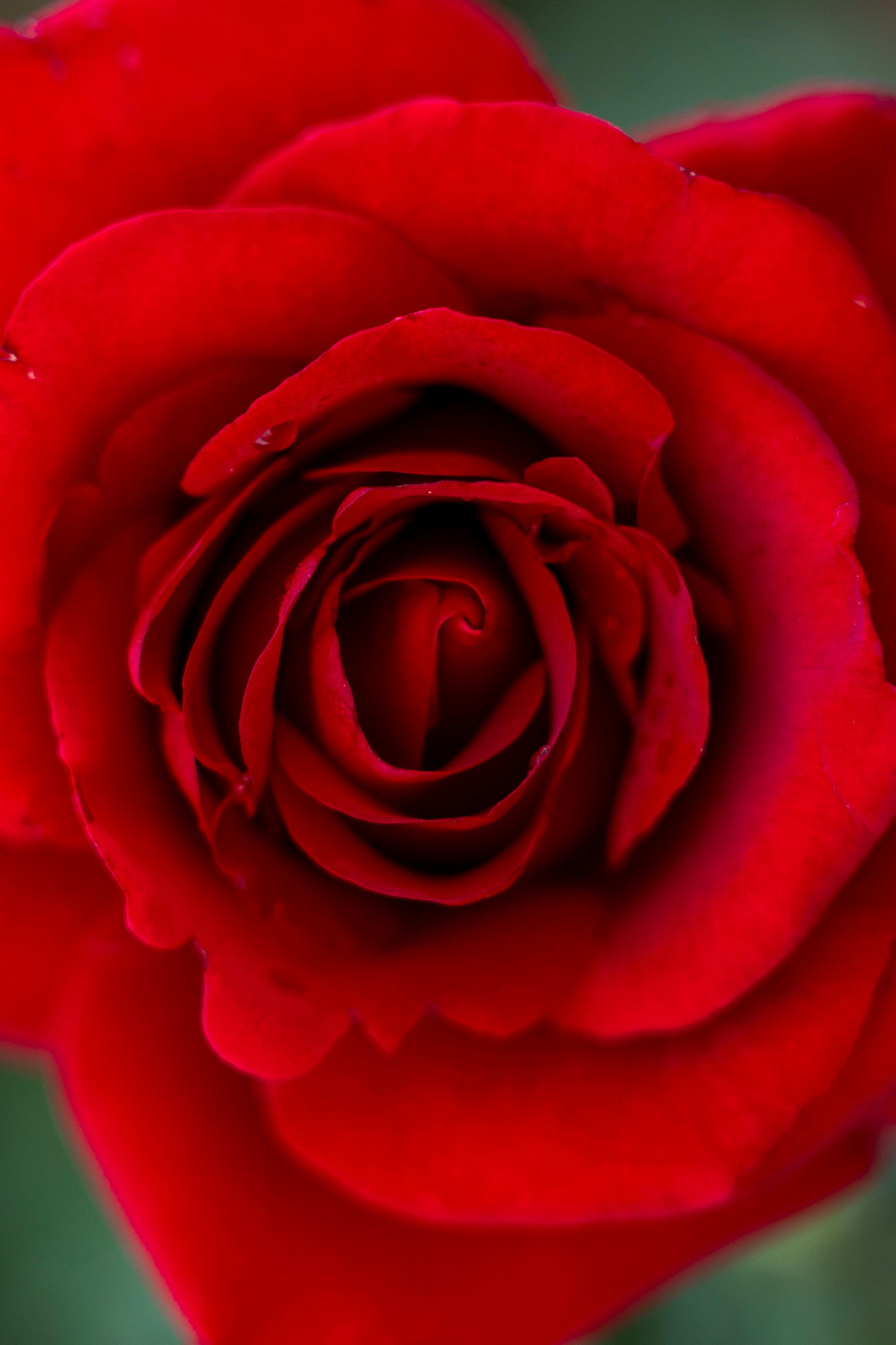 Selective Focus Photography of Red Rose · Free Stock Photo