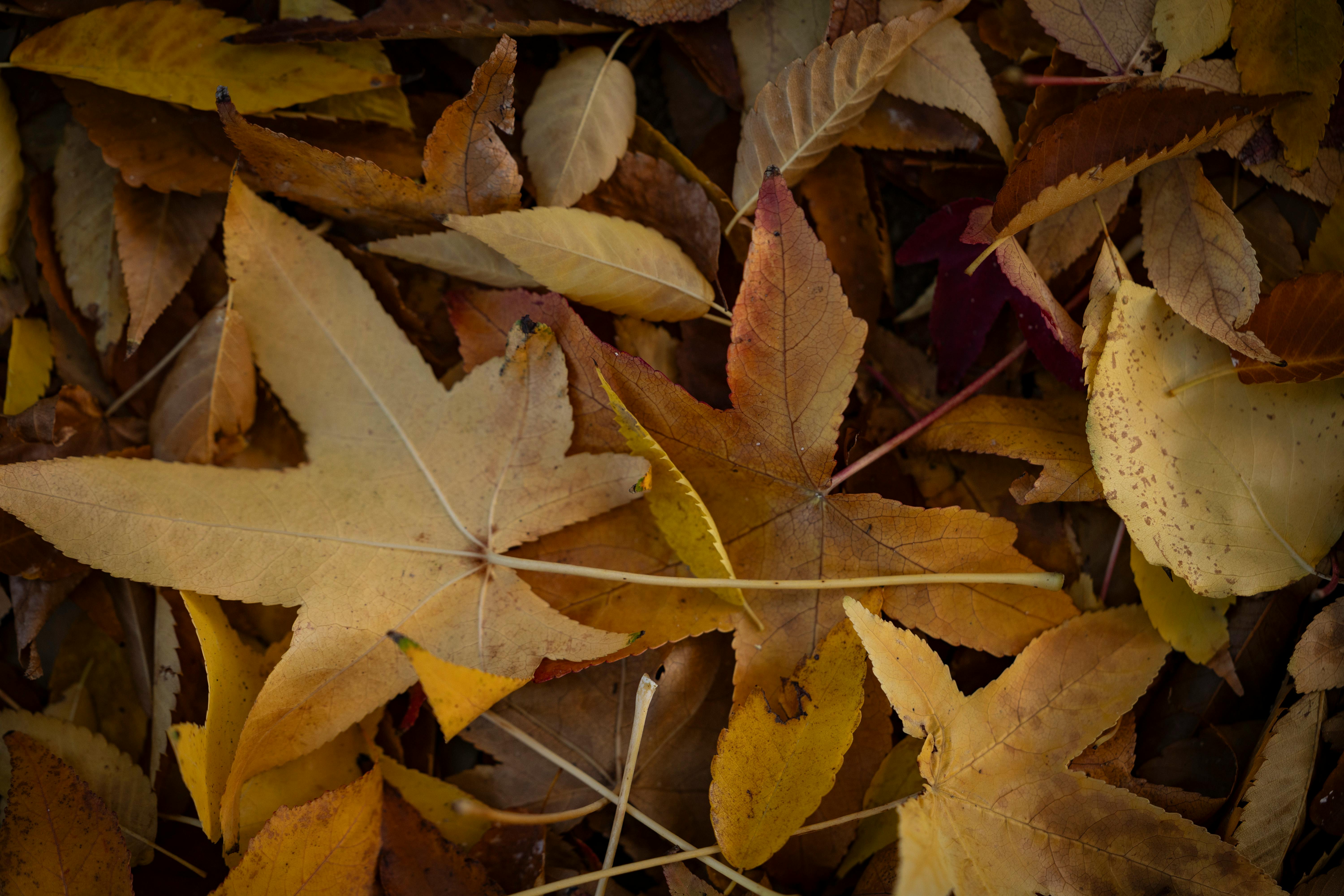 Adobe Photoshop Pics Photos, Download The BEST Free Adobe Photoshop ...