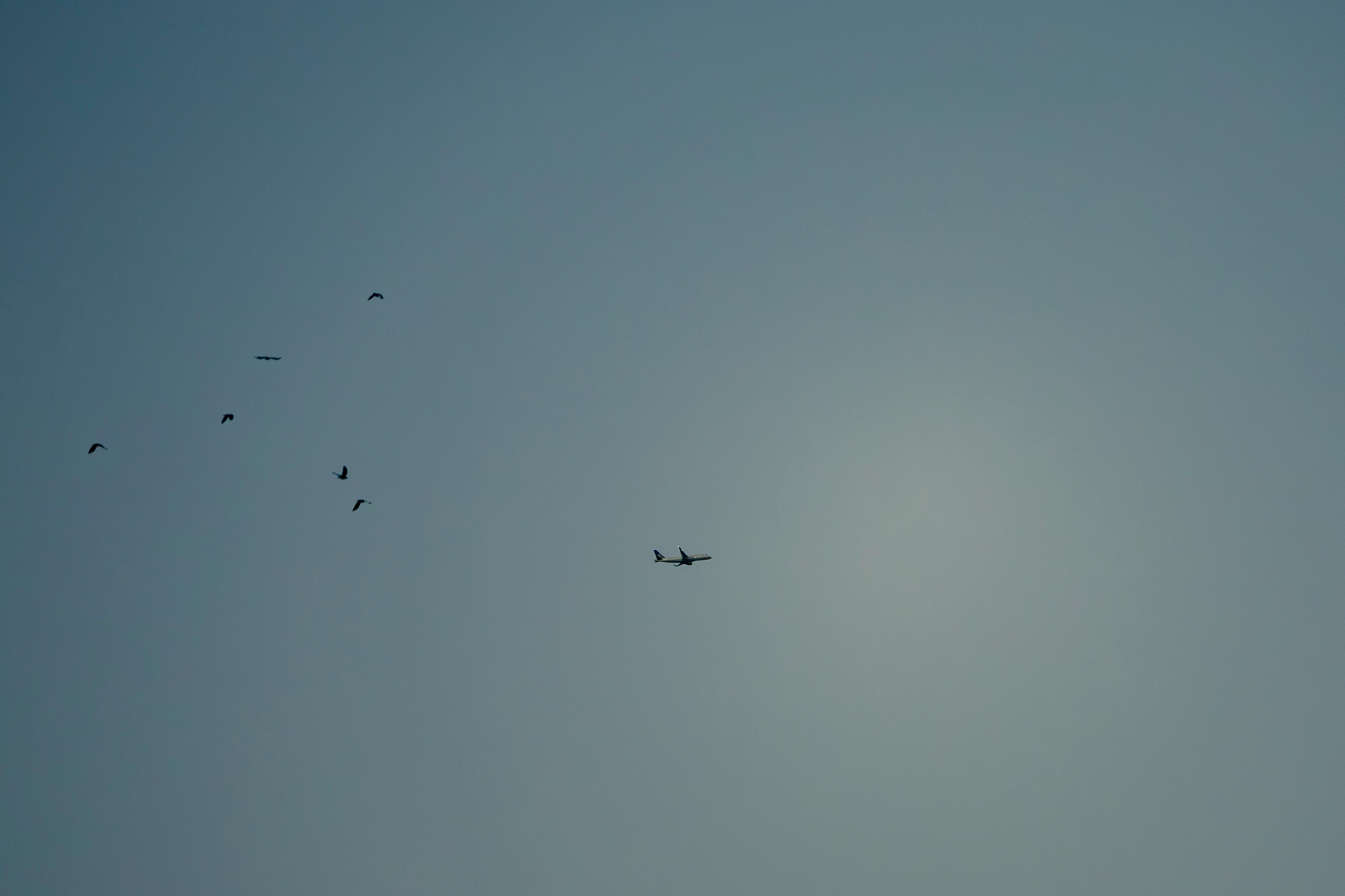 Avión Y Pájaros En Un Cielo Azul Claro · Foto de stock gratuita