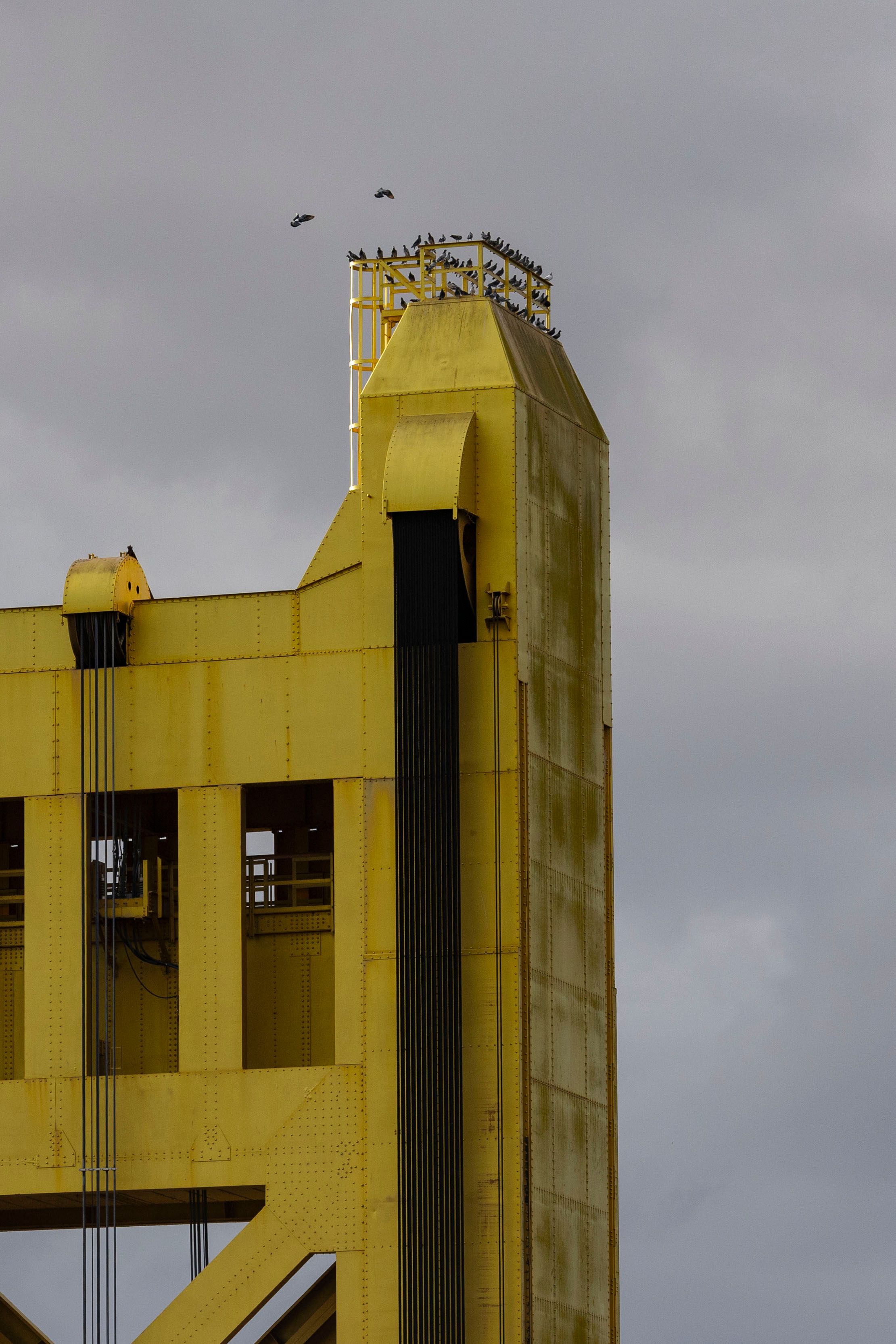Majestic Yellow Bridge Tower with Birds · Free Stock Photo