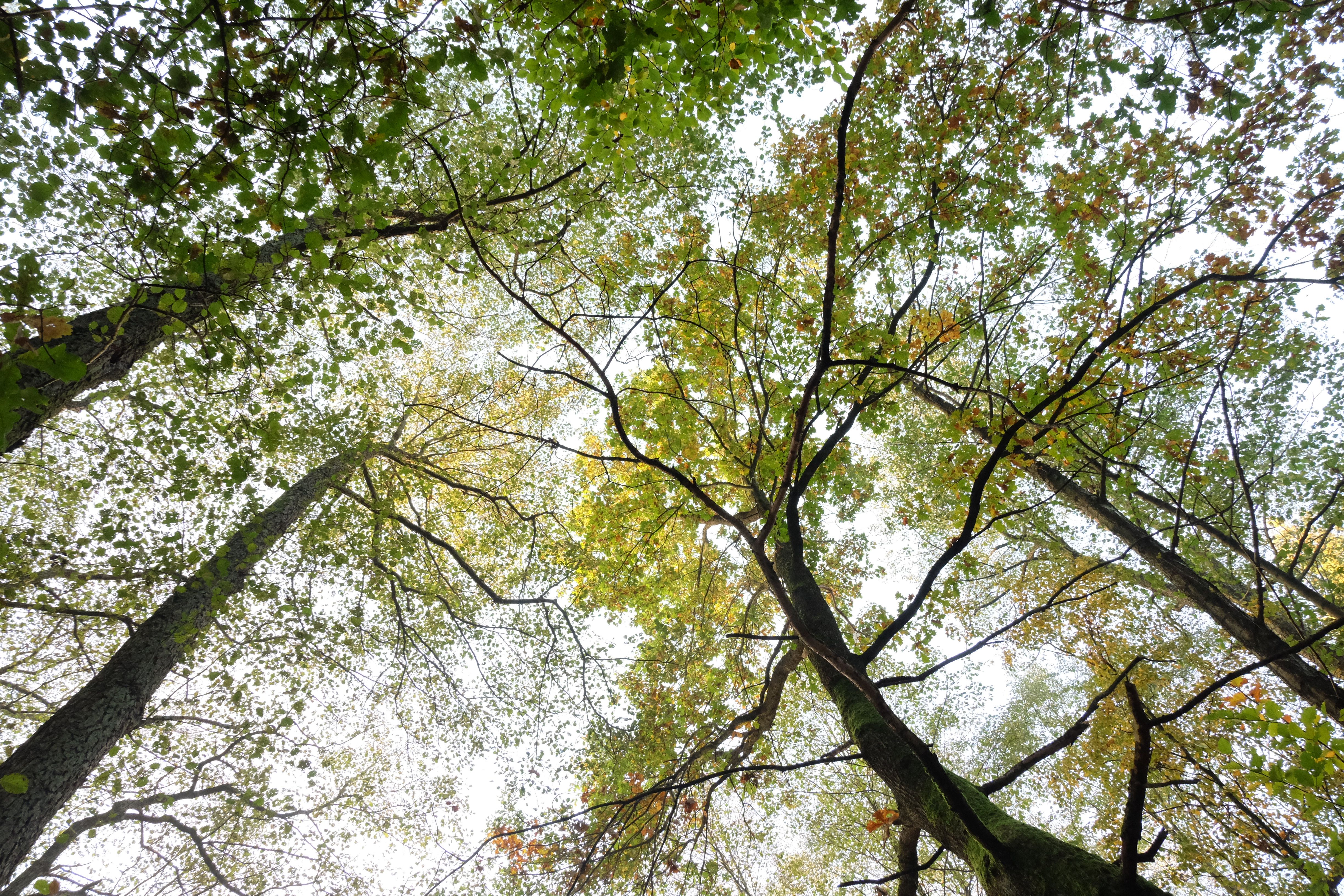 Lush Forest Canopy View in Autumn Light · Free Stock Photo