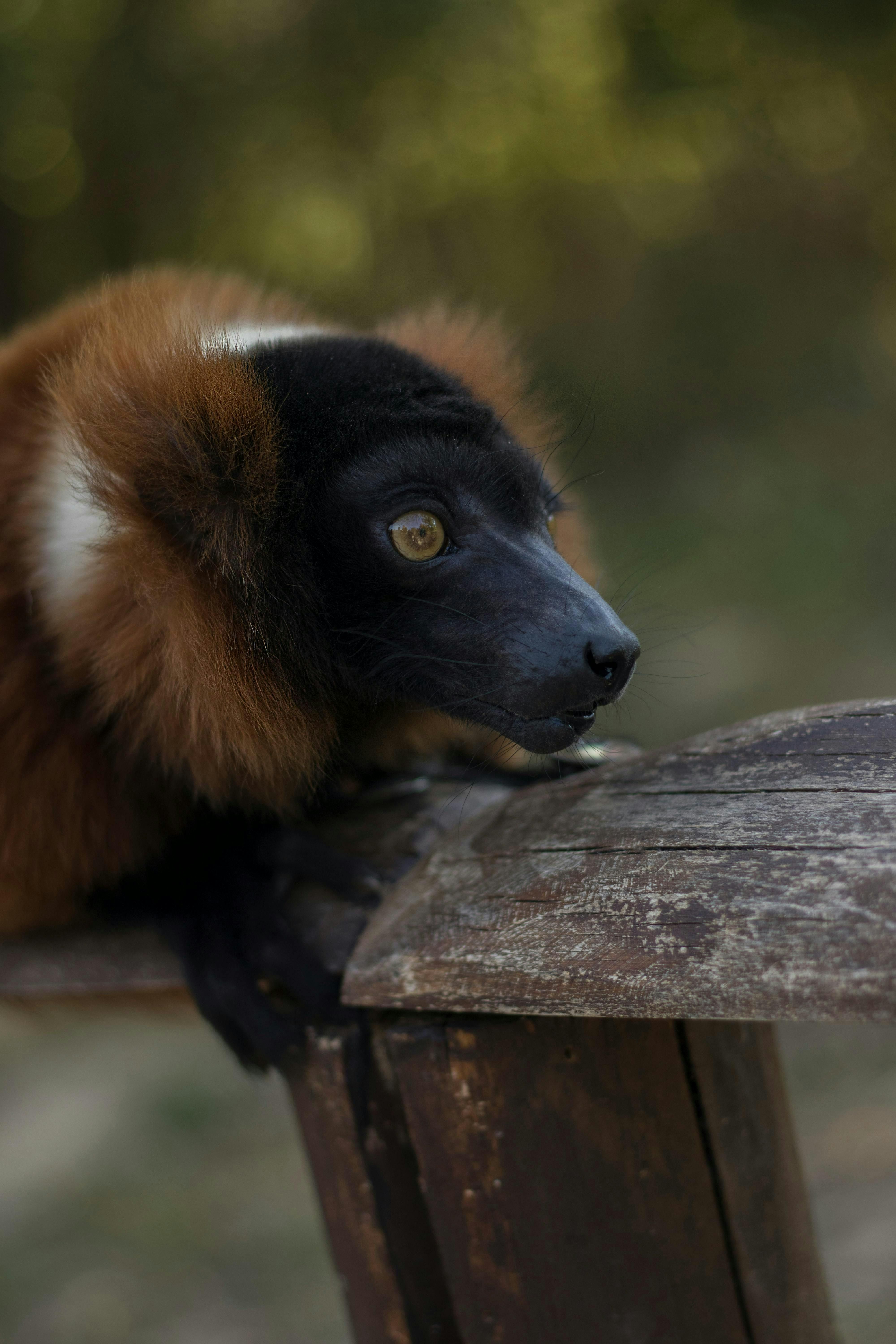 Red Ruffed Lemur Resting on a Wooden Perch · Free Stock Photo