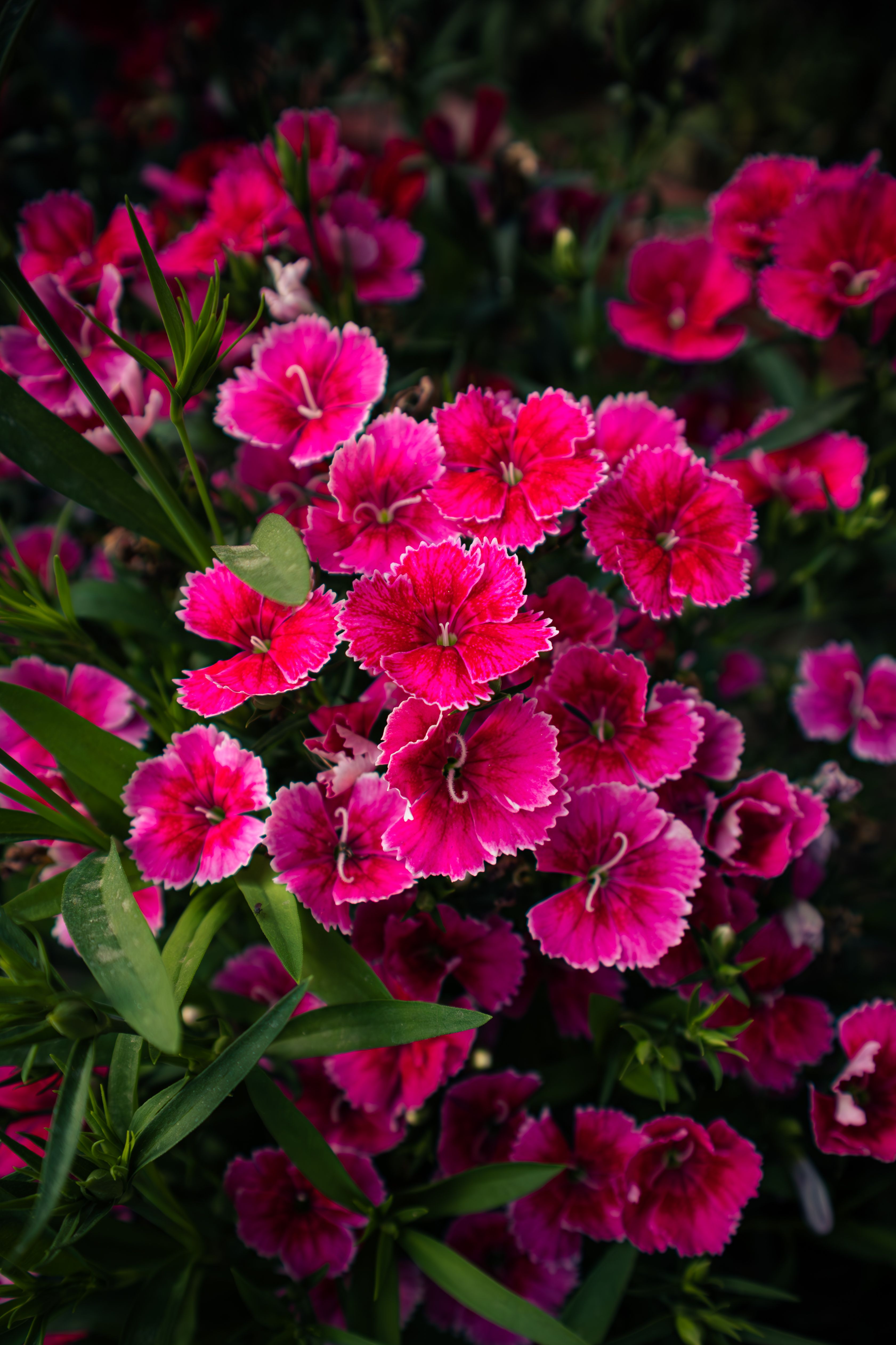 Vibrant Pink Sweet William Flowers in Bloom · Free Stock Photo