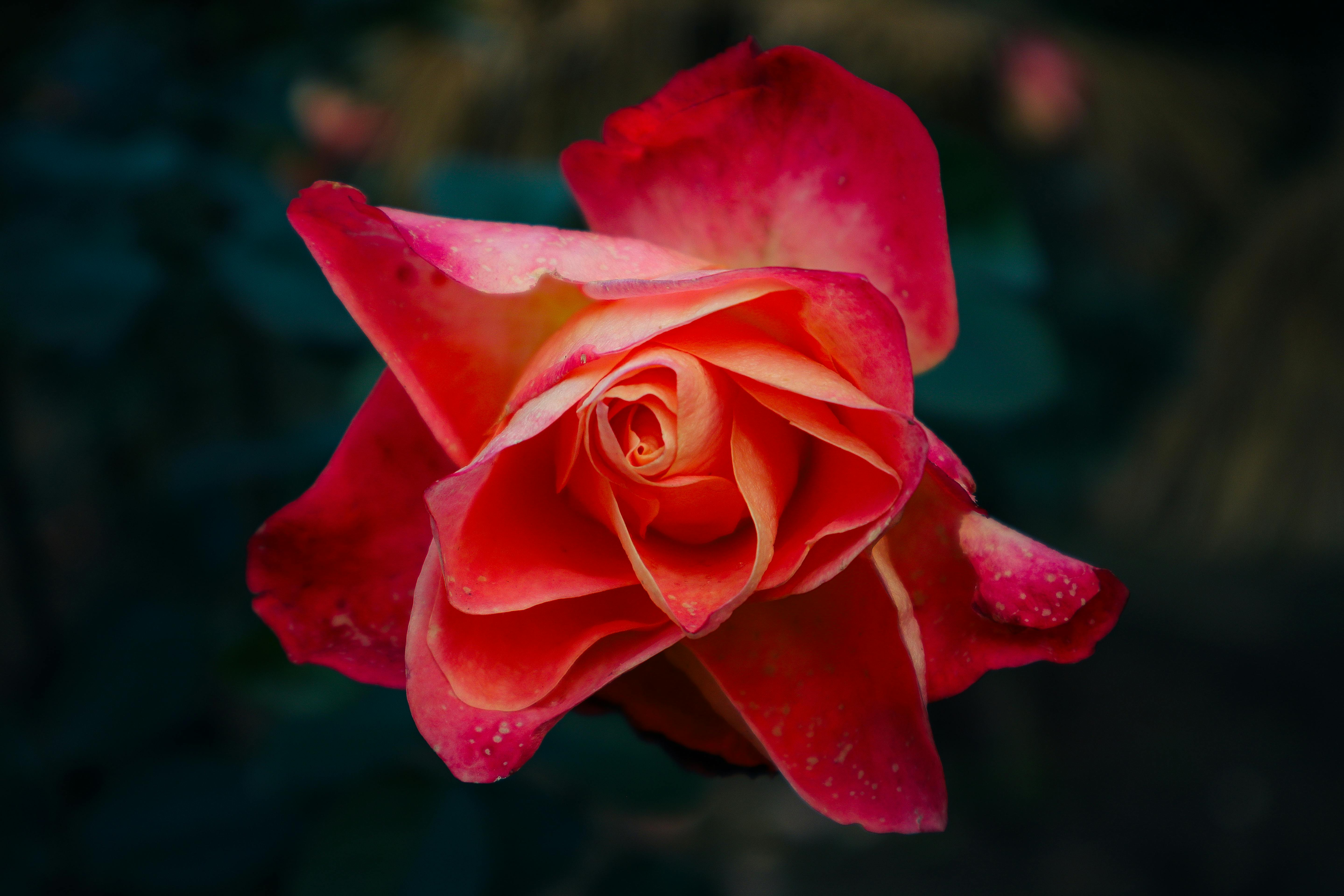 Photography of Red Rose Plant · Free Stock Photo