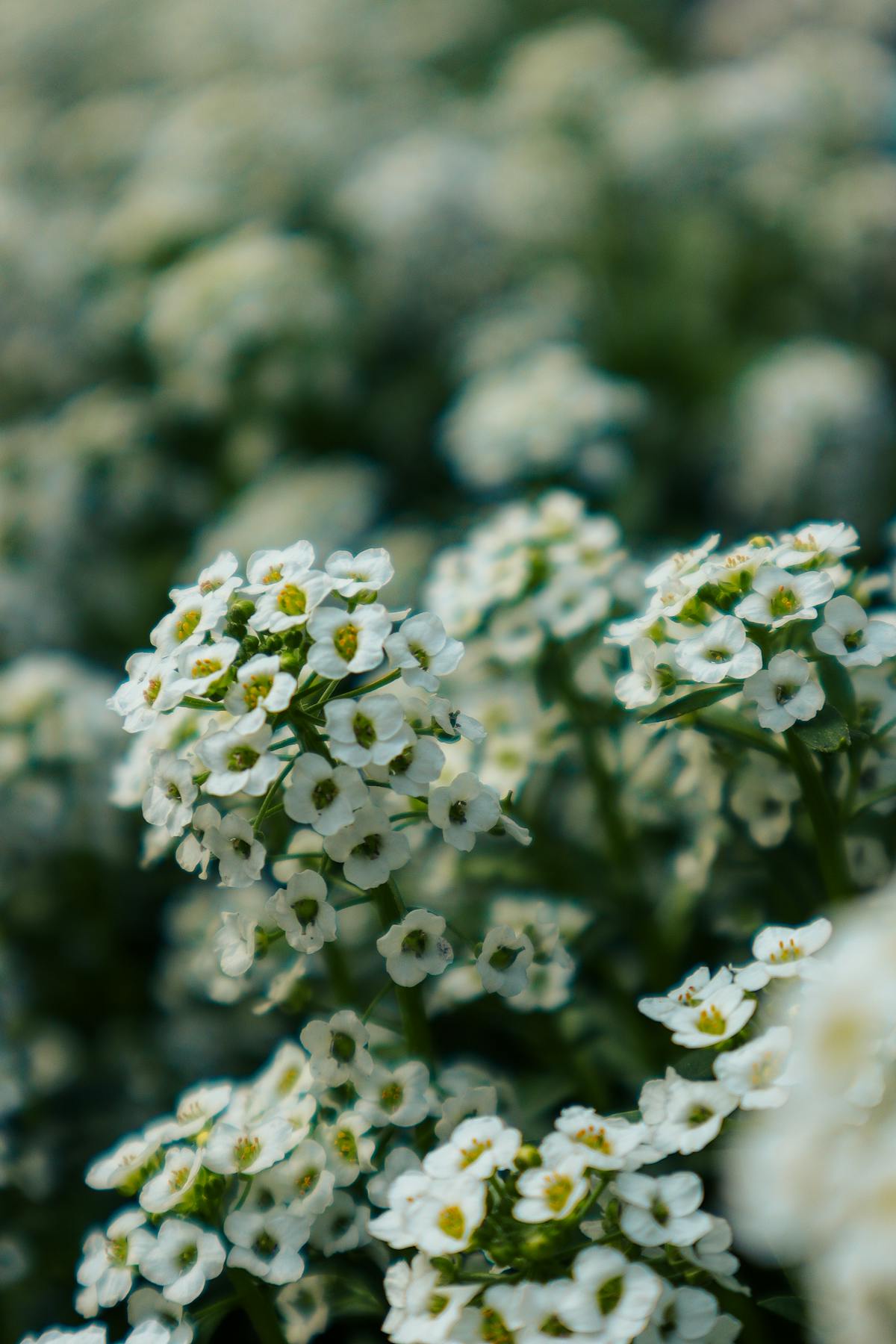 Lock Screen Wallpaper Flower Photos, Download The BEST Free Lock Screen ...