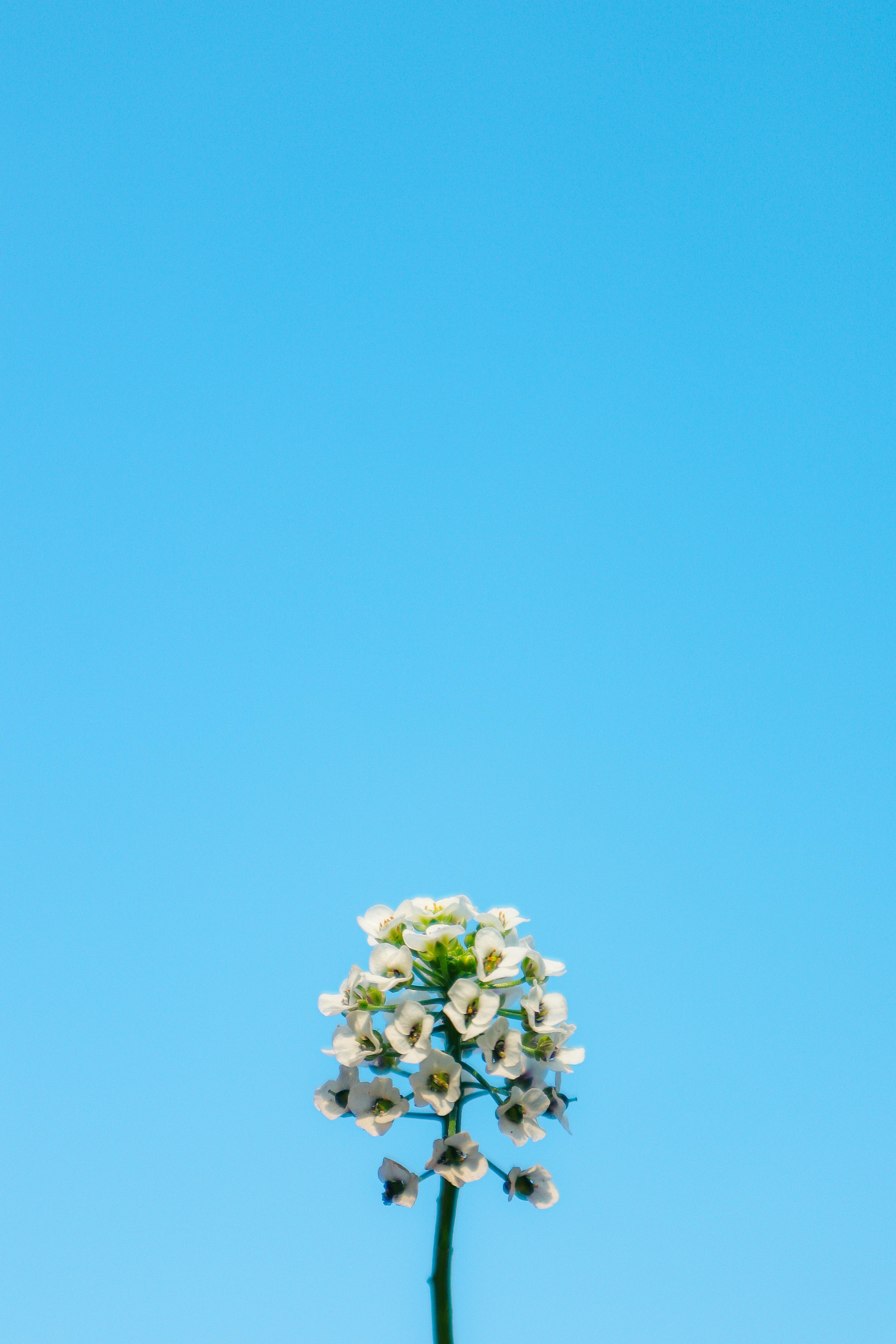 Lock Screen Wallpaper Flower Photos, Download The BEST Free Lock Screen ...