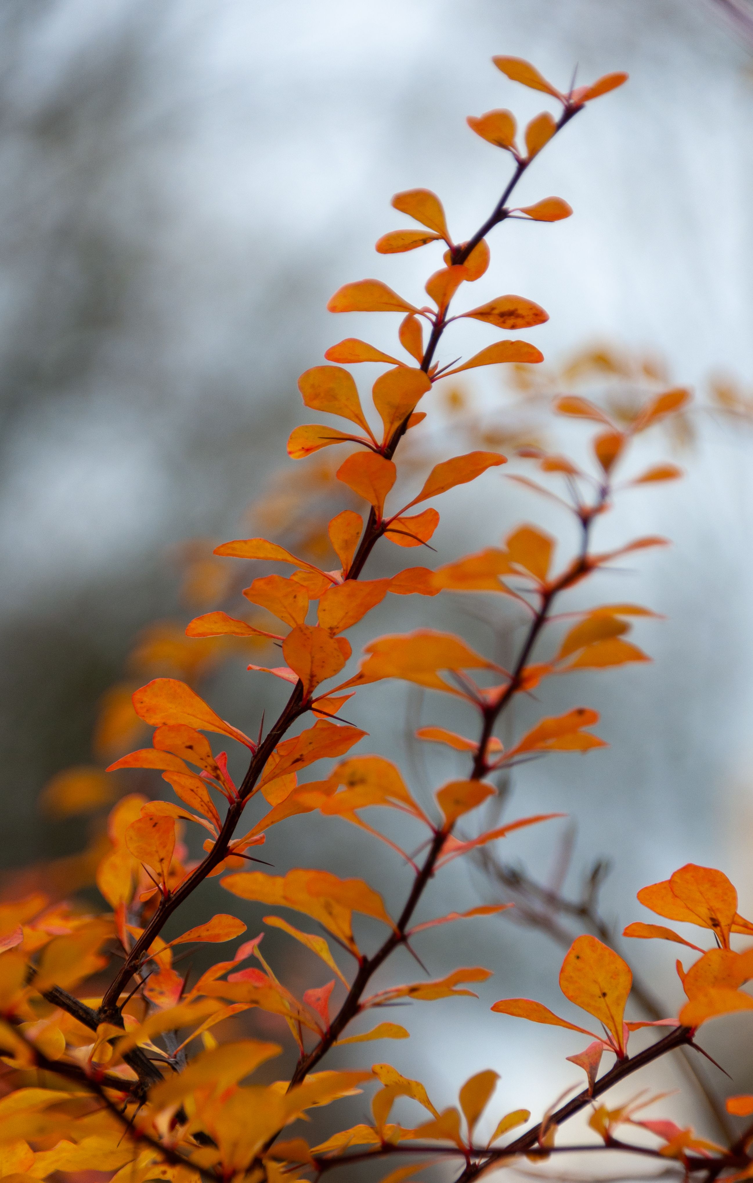 Vibrant Autumn Leaves in Soft Focus · Free Stock Photo
