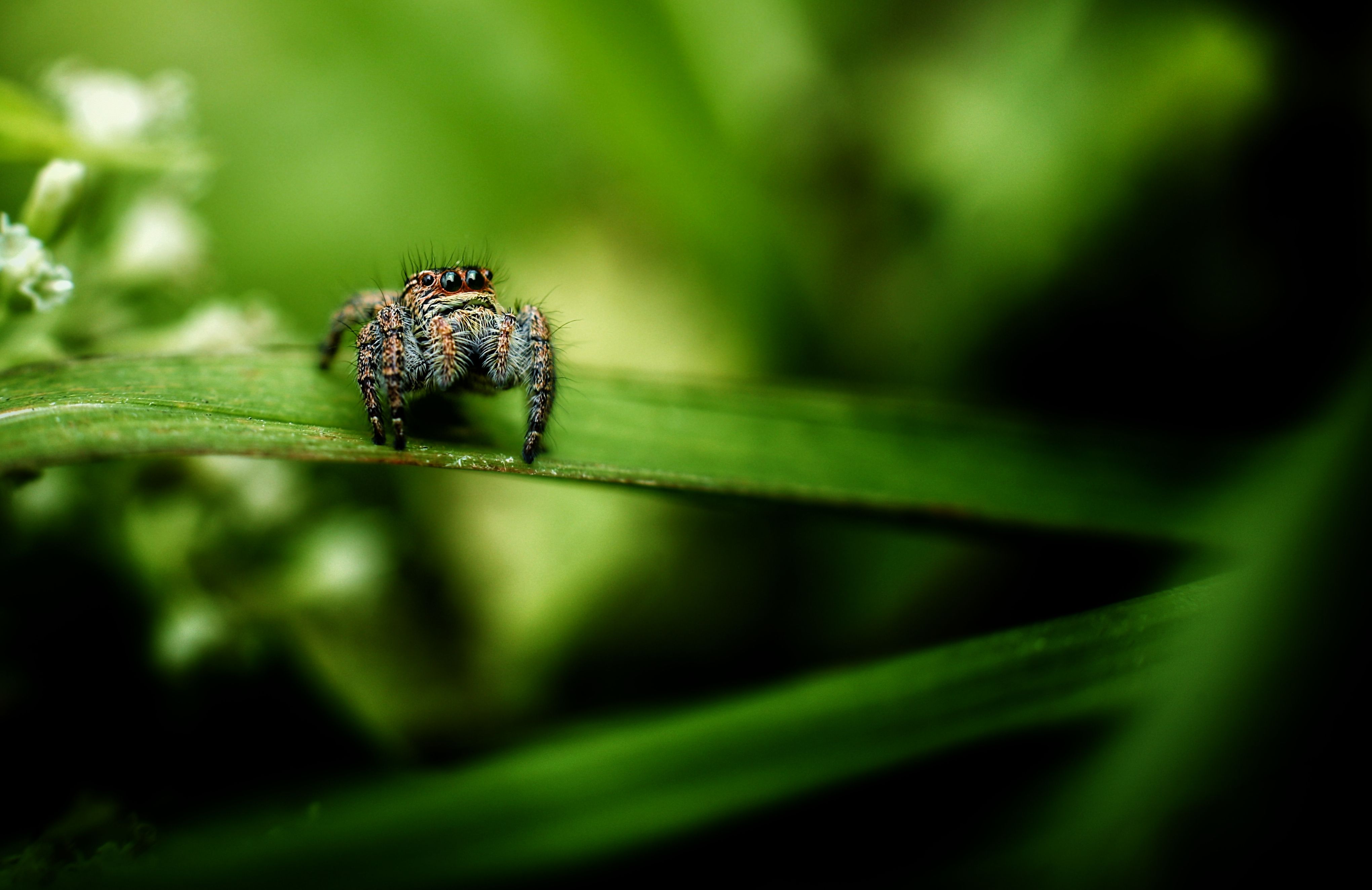 Close-up of a jumping spider on a leaf · Free Stock Photo