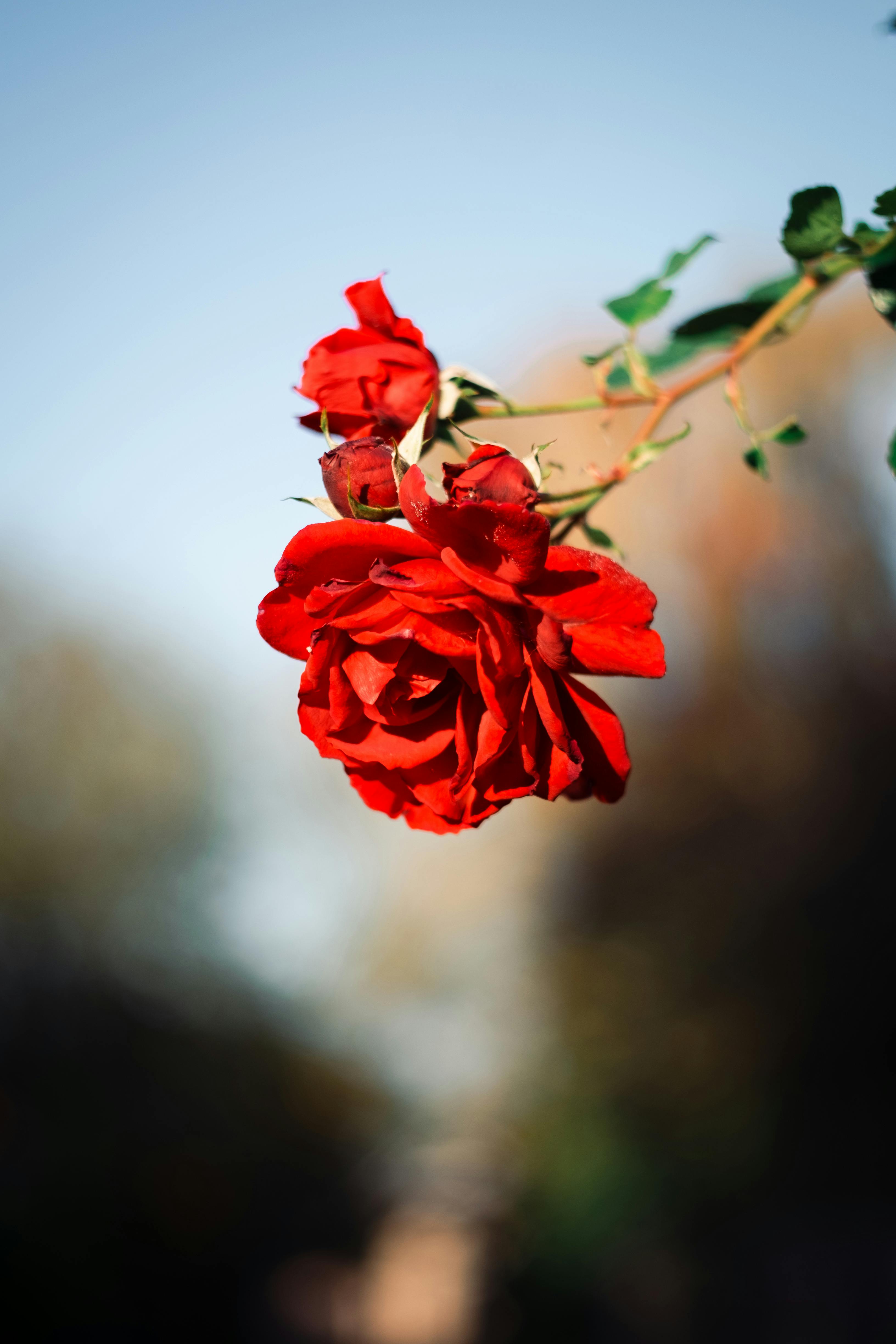 Plusieurs Roses Photos, Download The BEST Free Plusieurs Roses Stock ...