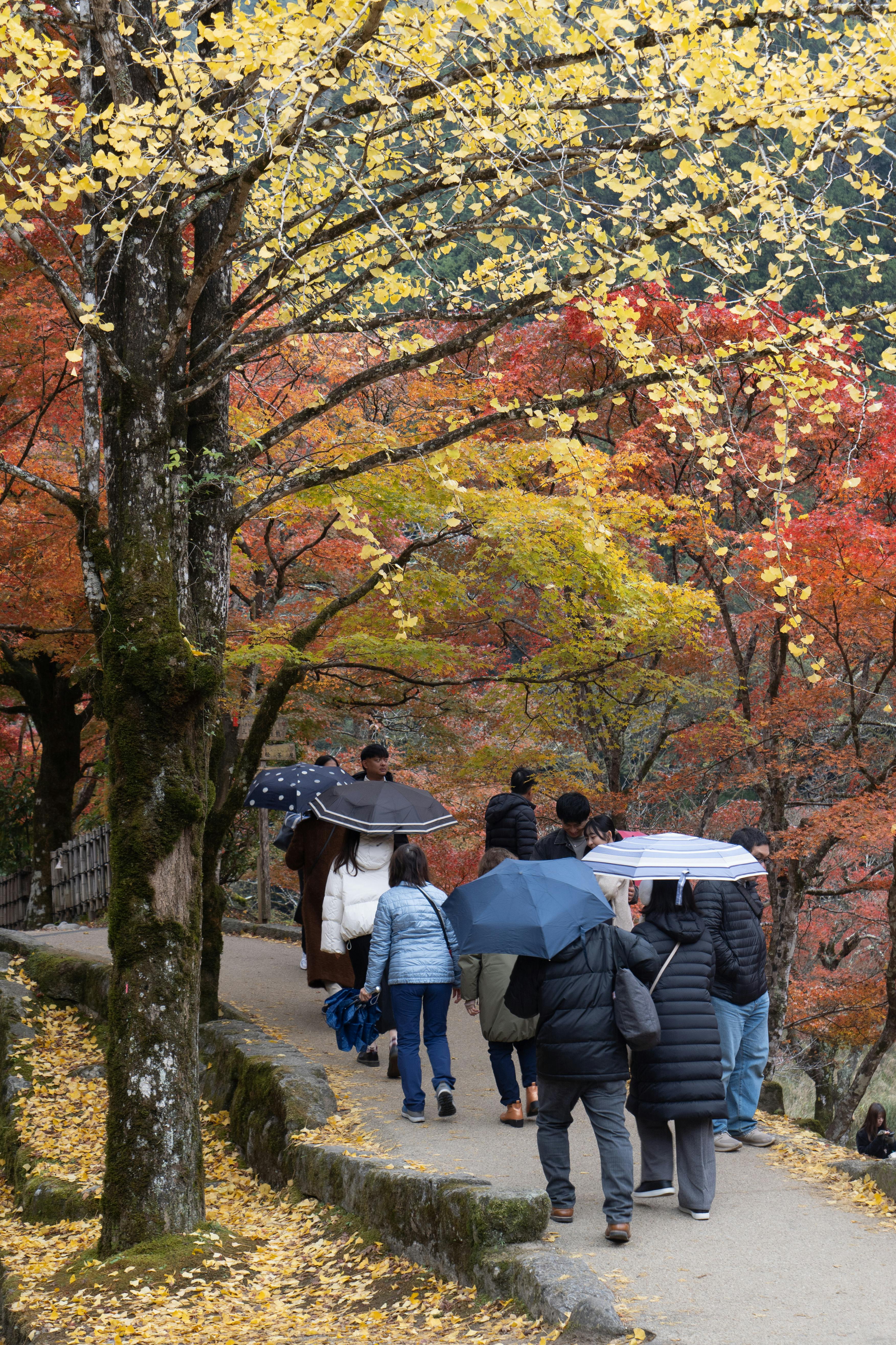 Cold Autumn Weather Photos, Download The BEST Free Cold Autumn Weather ...