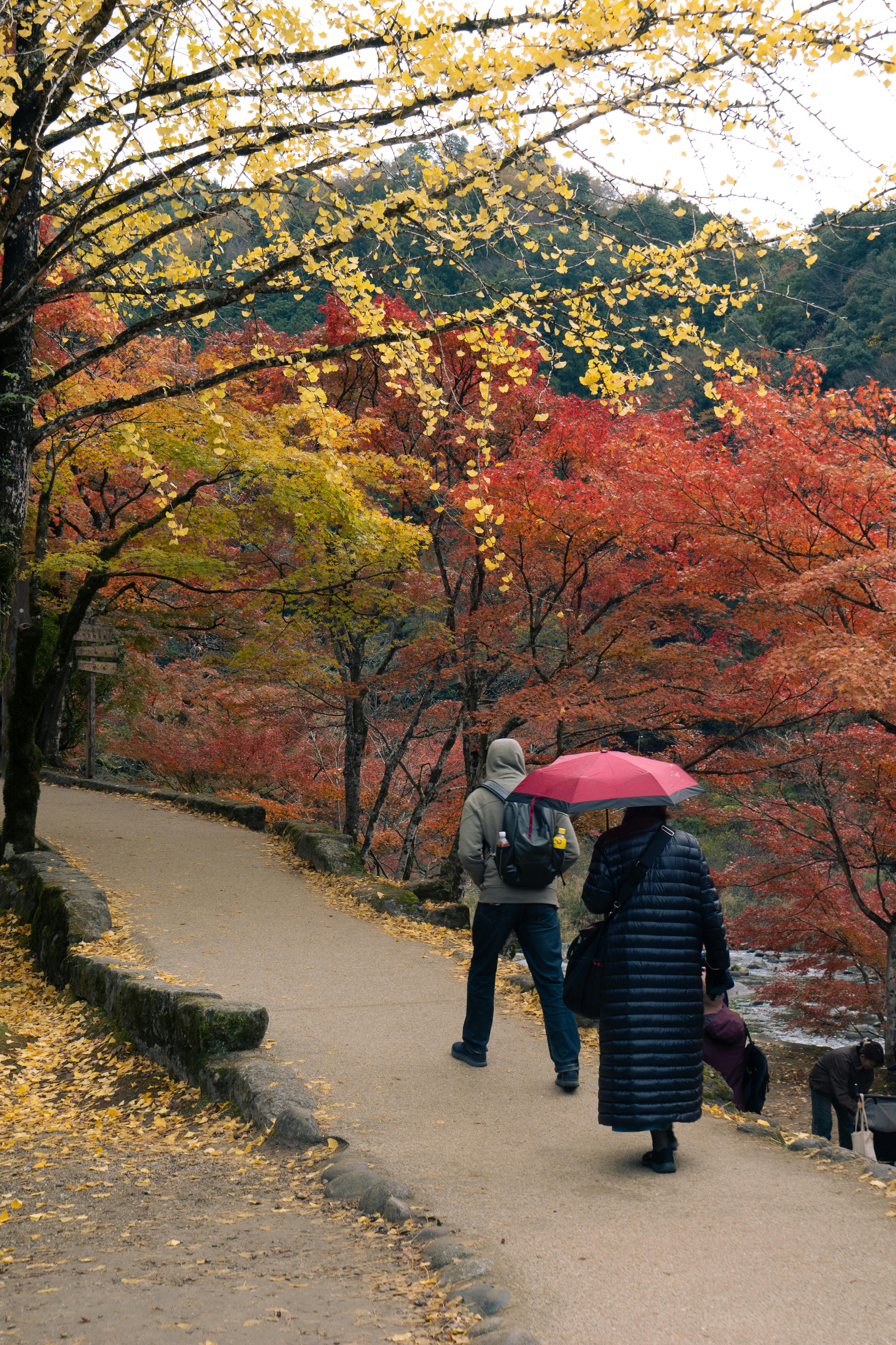 Autumn Walkway with Vibrant Foliage in Japan · Free Stock Photo