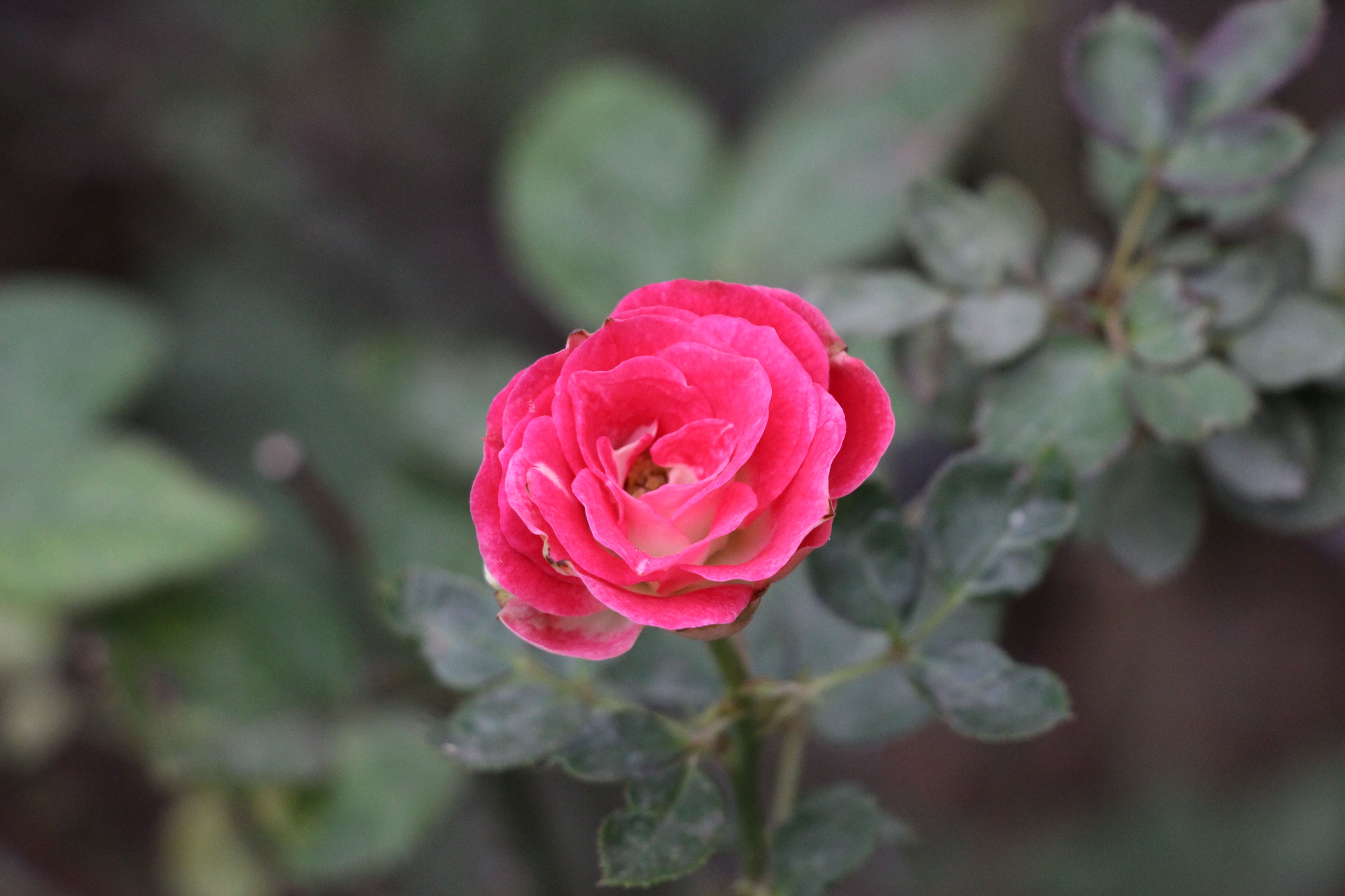 Rose Gaeden Photos, Download The BEST Free Rose Gaeden Stock Photos ...