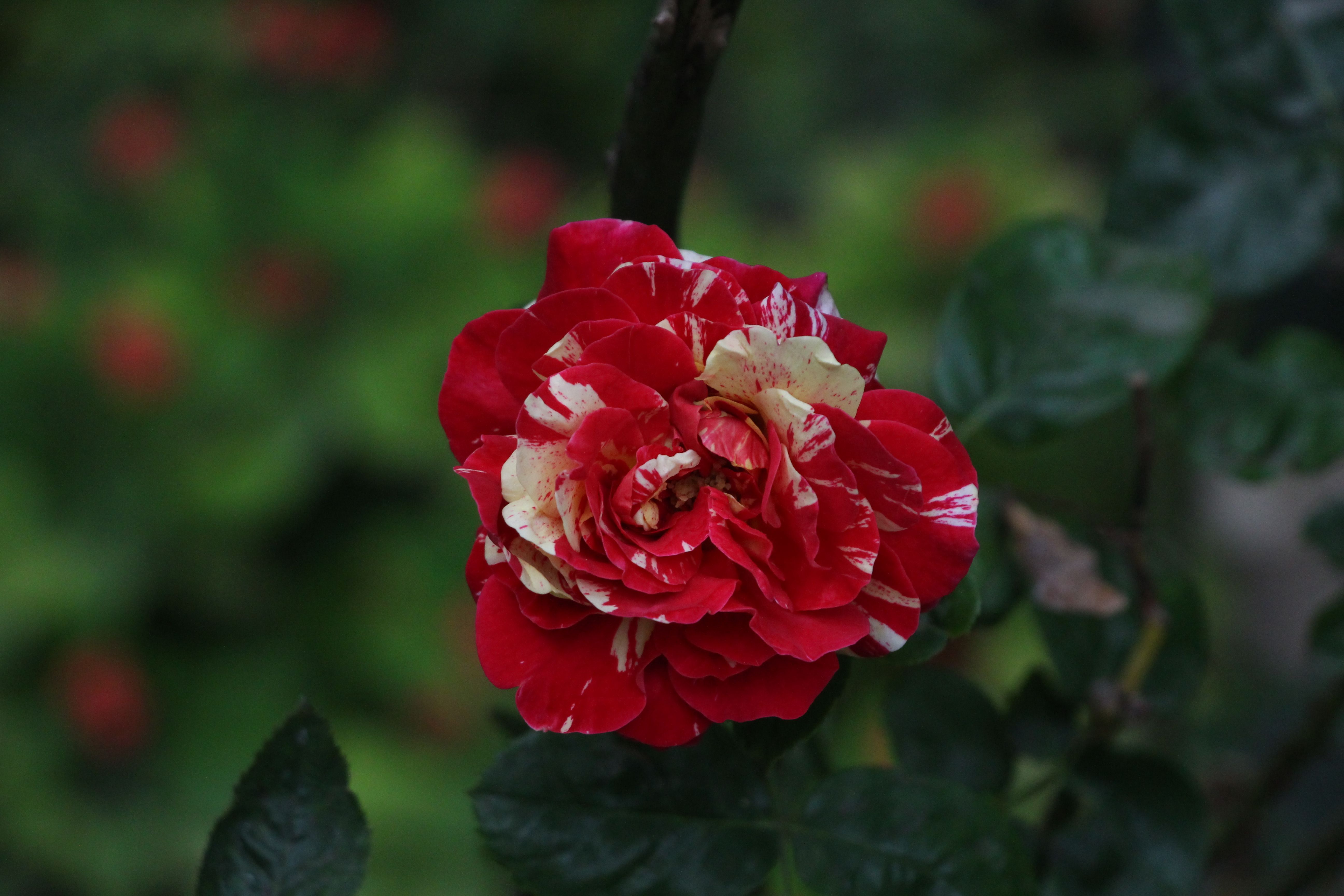 Vibrant Red and White Rose in Pakistan Garden · Free Stock Photo
