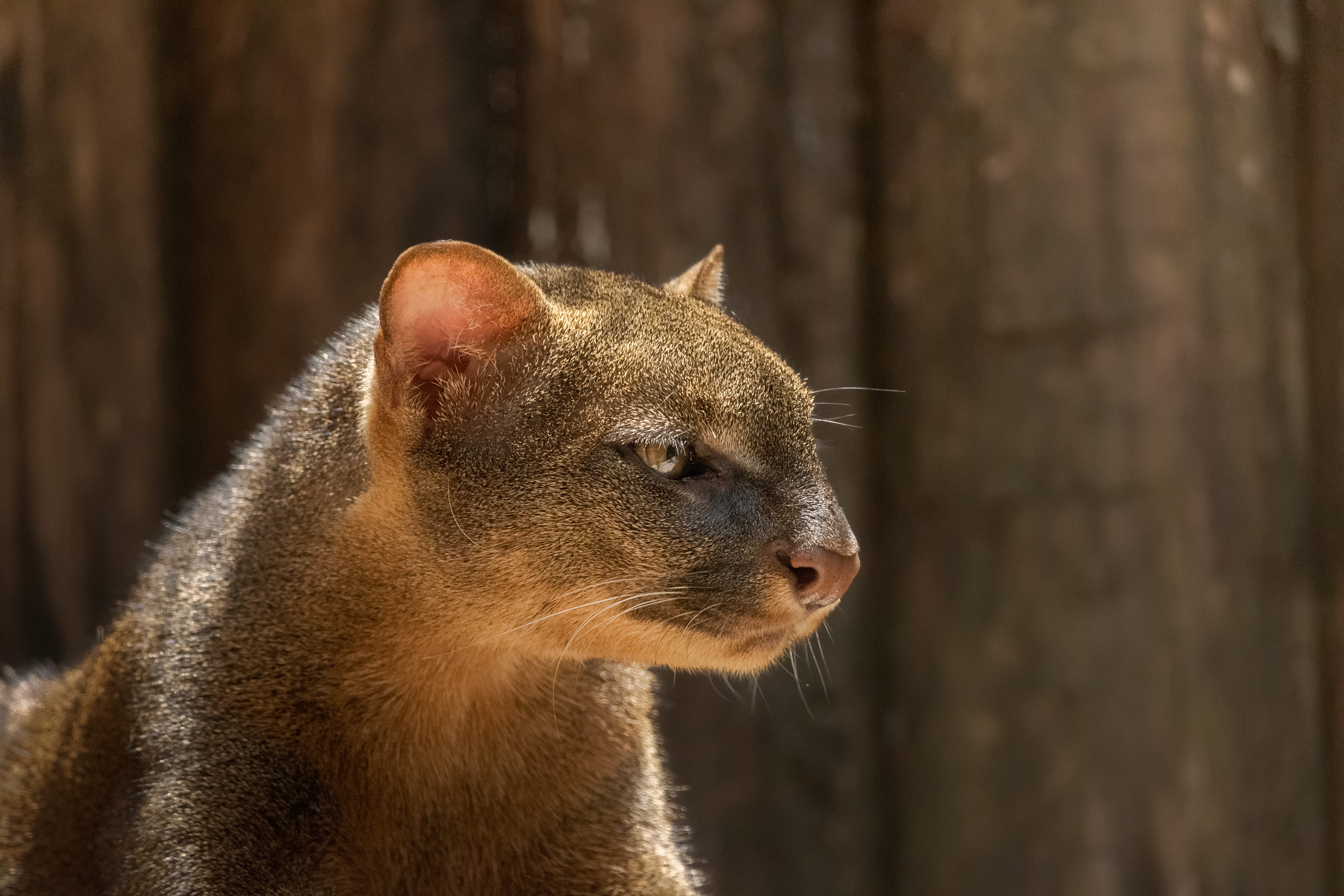 Close-up of Feline in Sunlit Forest · Free Stock Photo