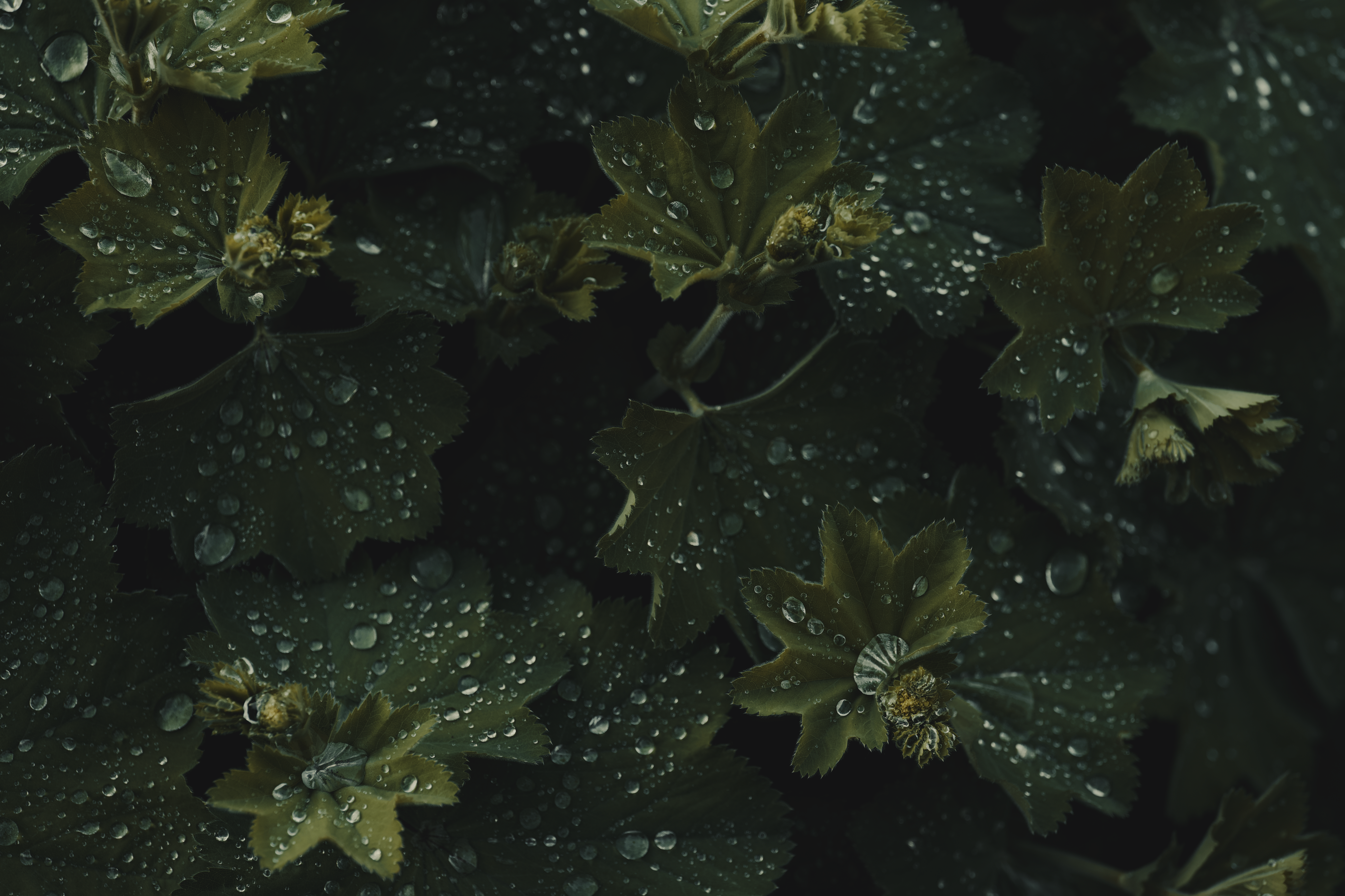 Heavy Foliage Photos, Download The BEST Free Heavy Foliage Stock Photos ...