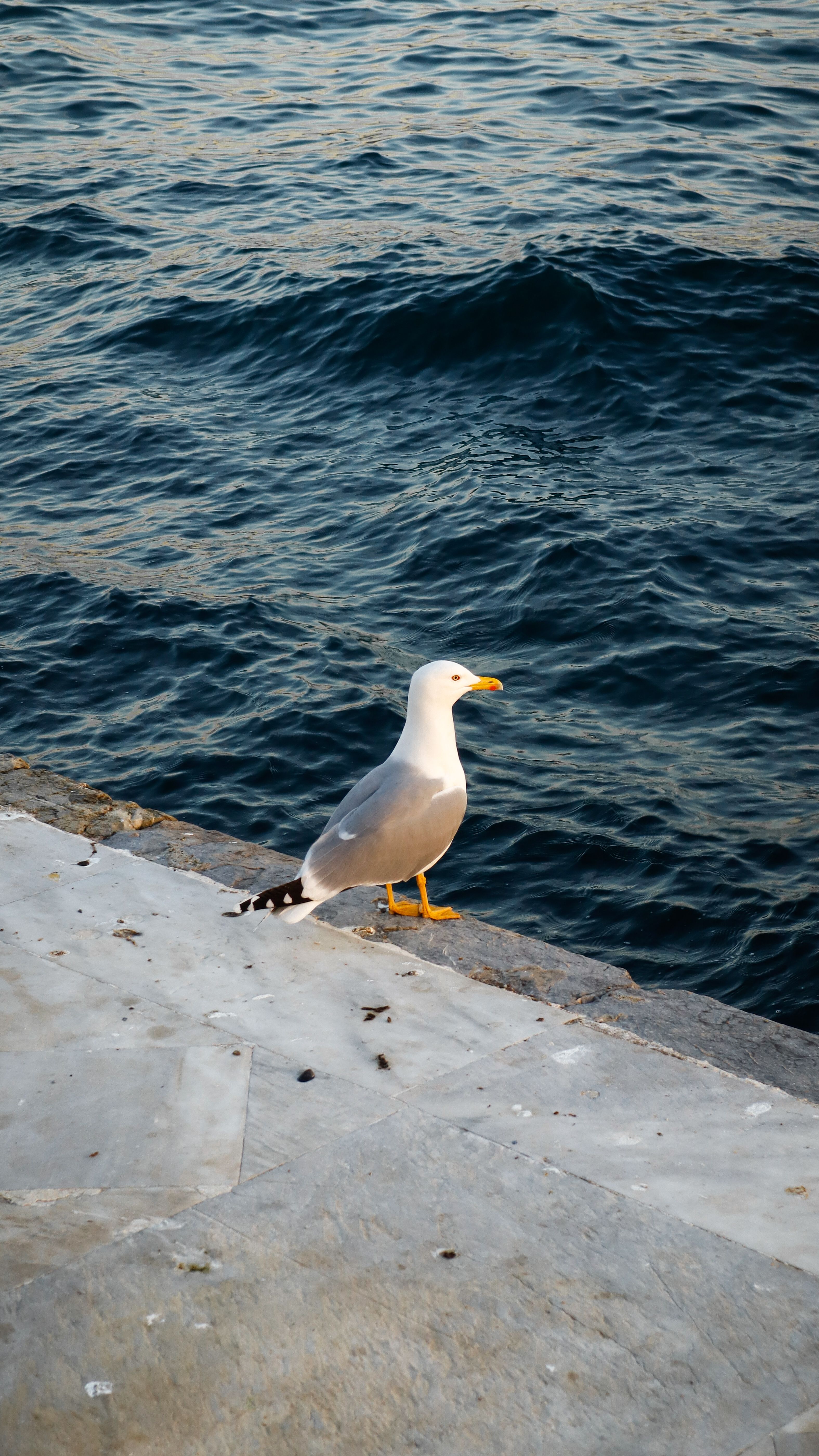 Seagull by the Ocean on a Stone Pier · Free Stock Photo