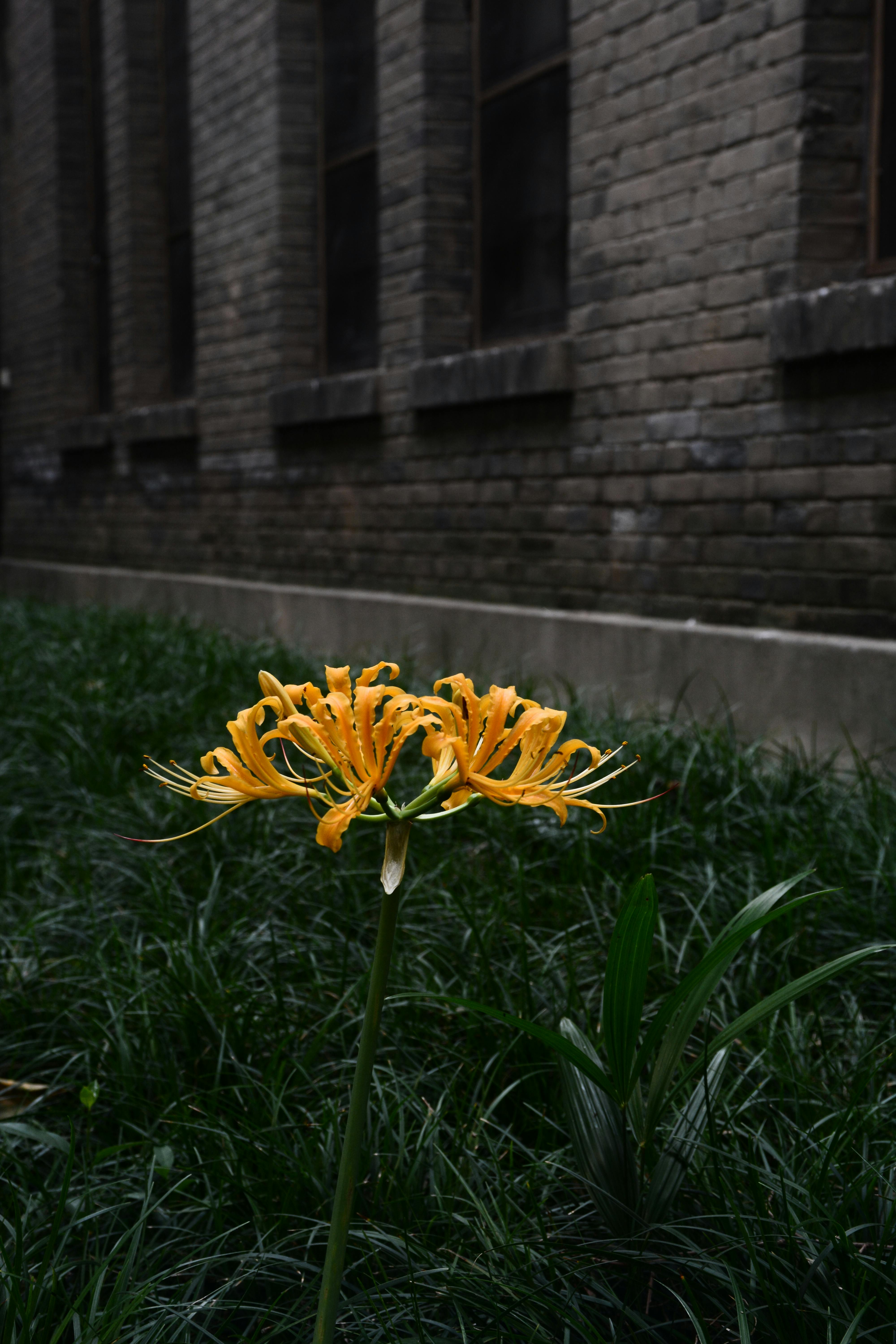 Vibrant Orange Spider Lily in Urban Setting · Free Stock Photo