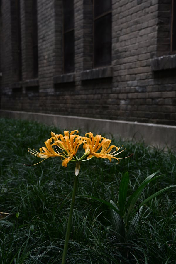 Spider Lily Photos, Download The BEST Free Spider Lily Stock Photos ...