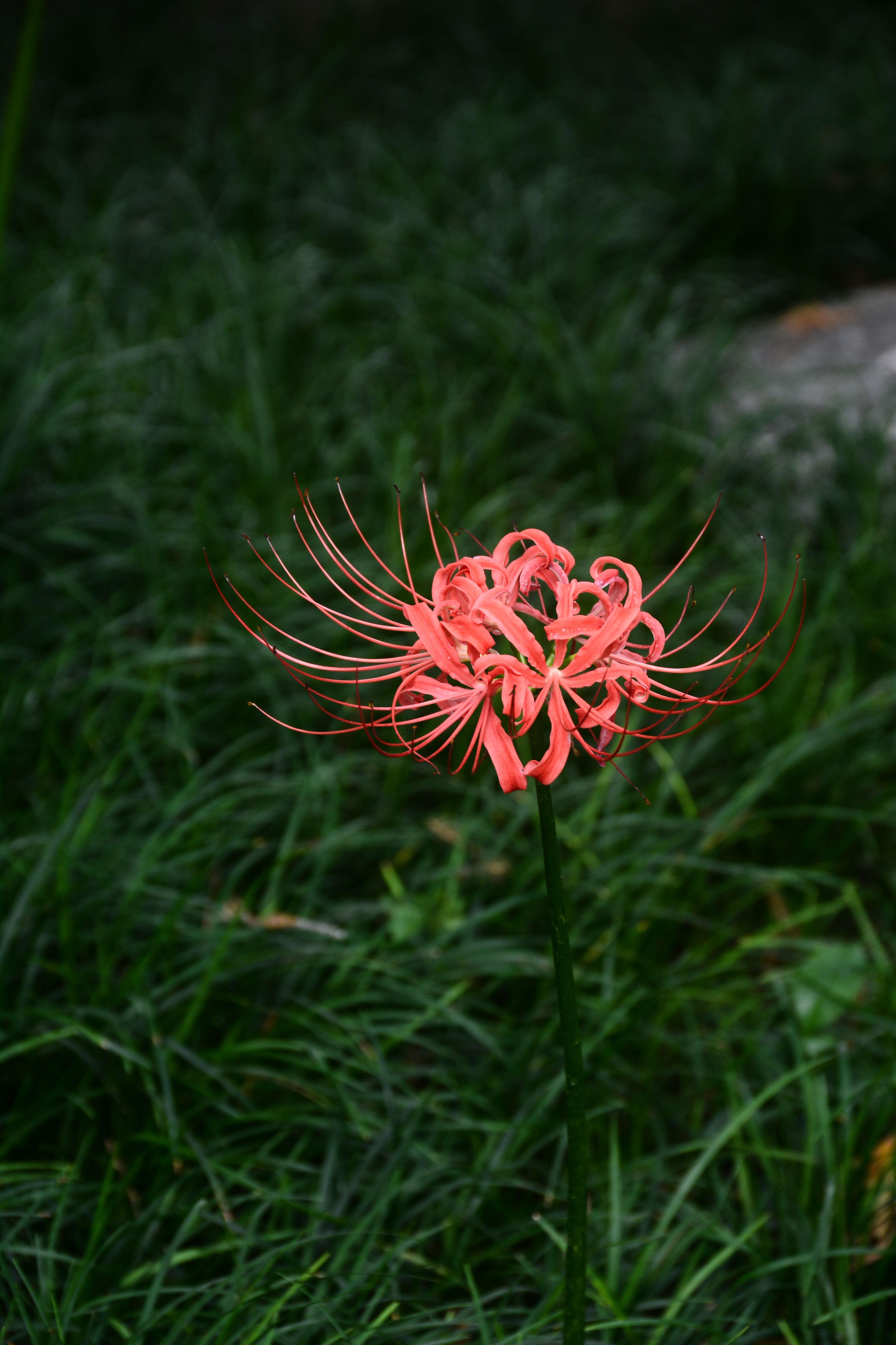 Vibrant Red Spider Lily in Tranquil Garden · Free Stock Photo